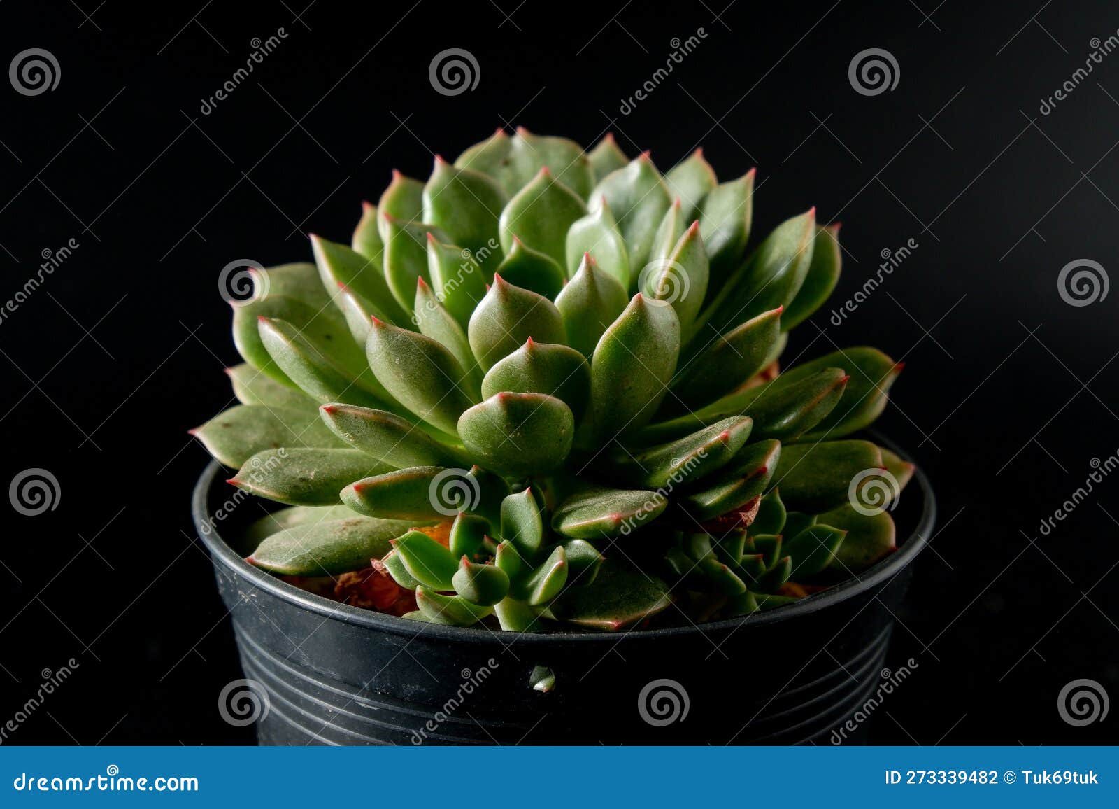 Cactus Flower Plant on Back Background Stock Photo - Image of flora ...