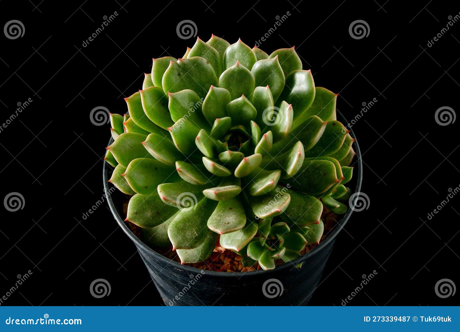 Cactus Flower Plant on Back Background Stock Image - Image of paddle ...