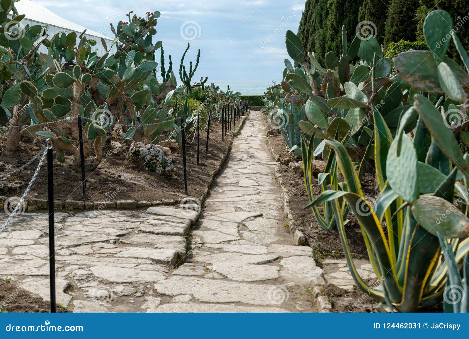Cactus Flower Plantation. Path through Cactus Spines in Botanic Stock ...