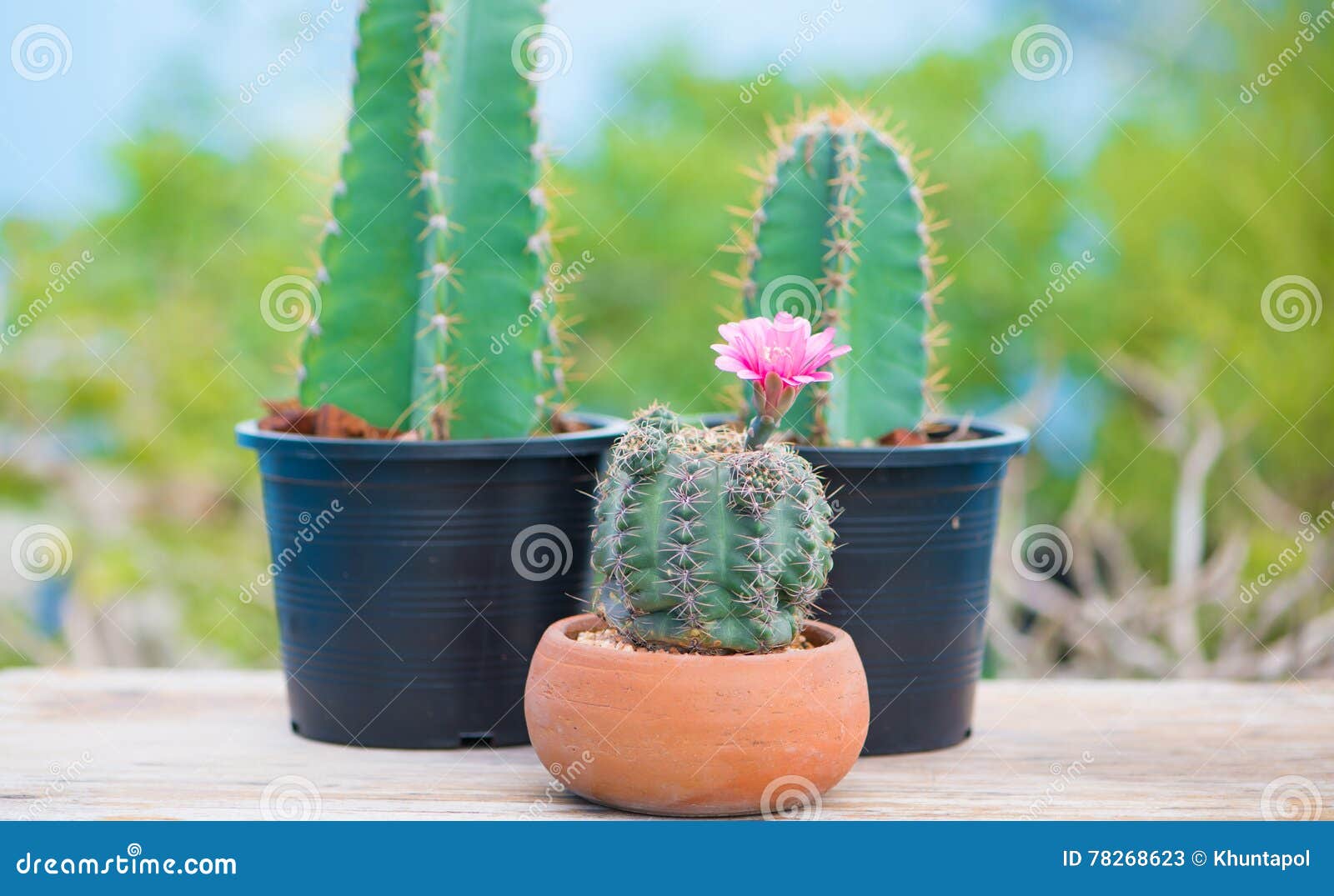 Cactus and flower in pot stock image. Image of botany - 78268623