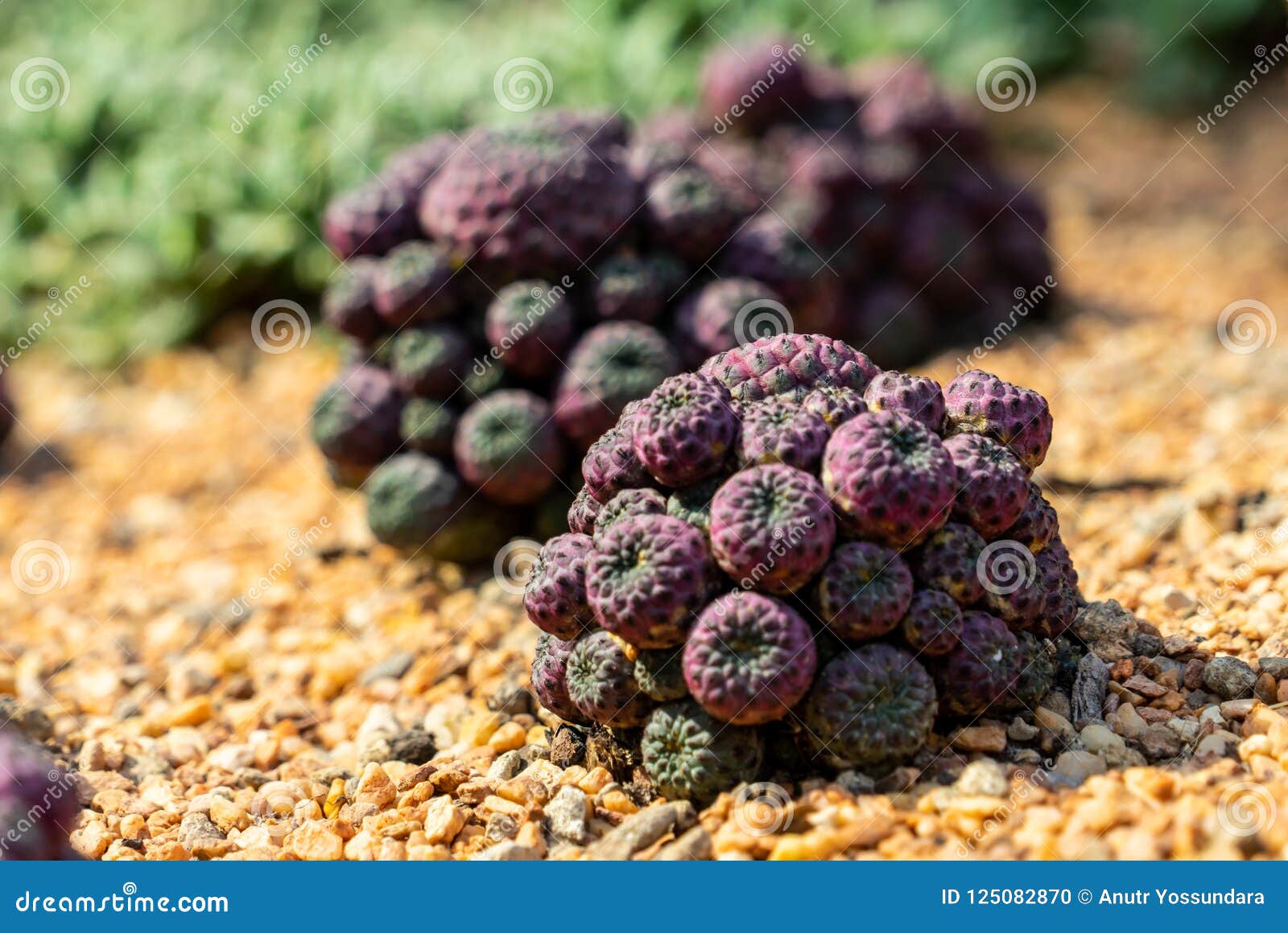 Cactus Flower on Rock Garden Stock Photo - Image of cactaceae, white ...