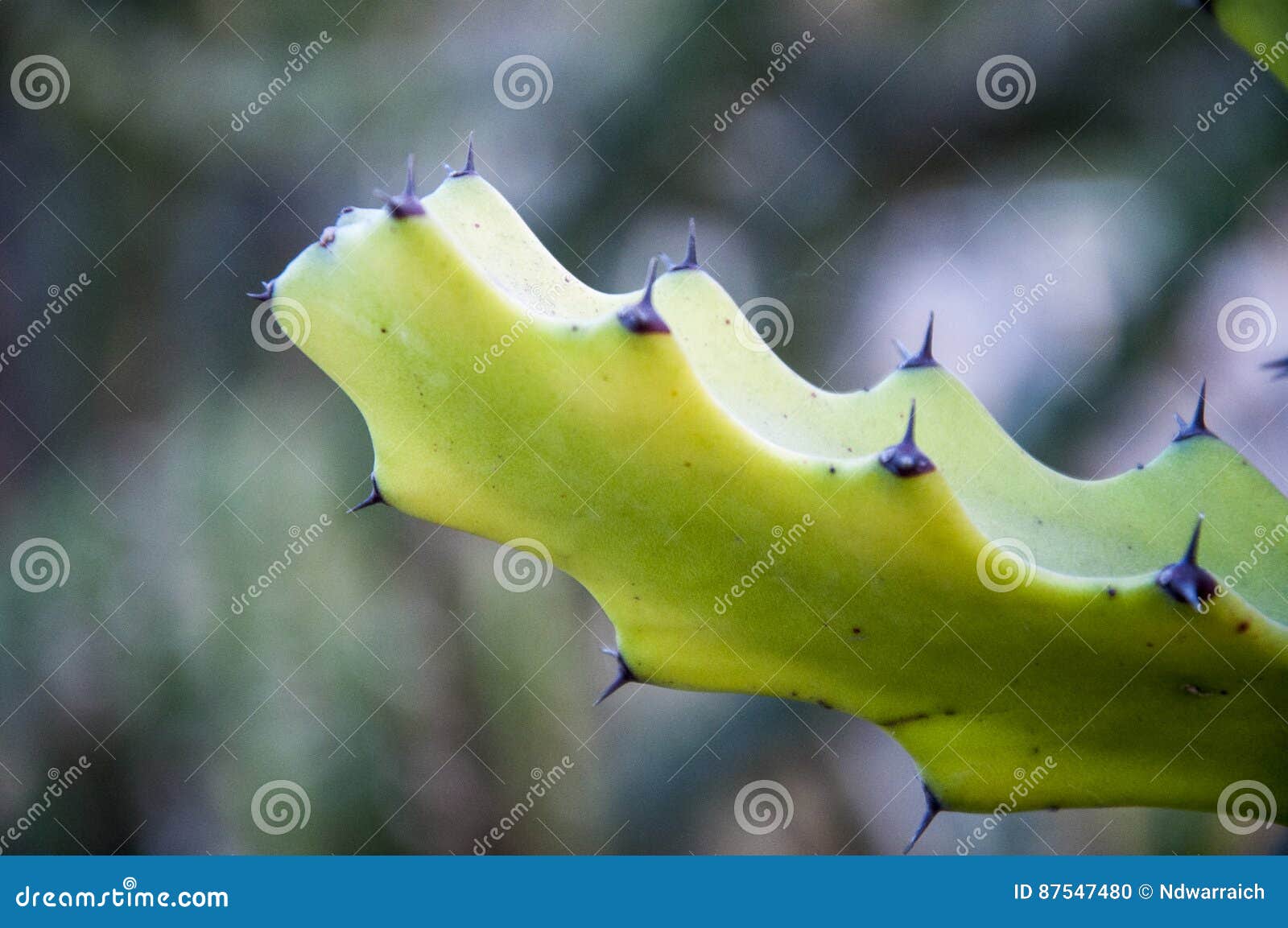 Cactus flower and root stock photo. Image of detail, botany - 87547480