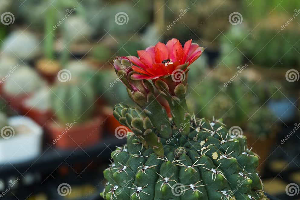 Cactus Flower on the Top Head Stock Image - Image of botany, sharp ...