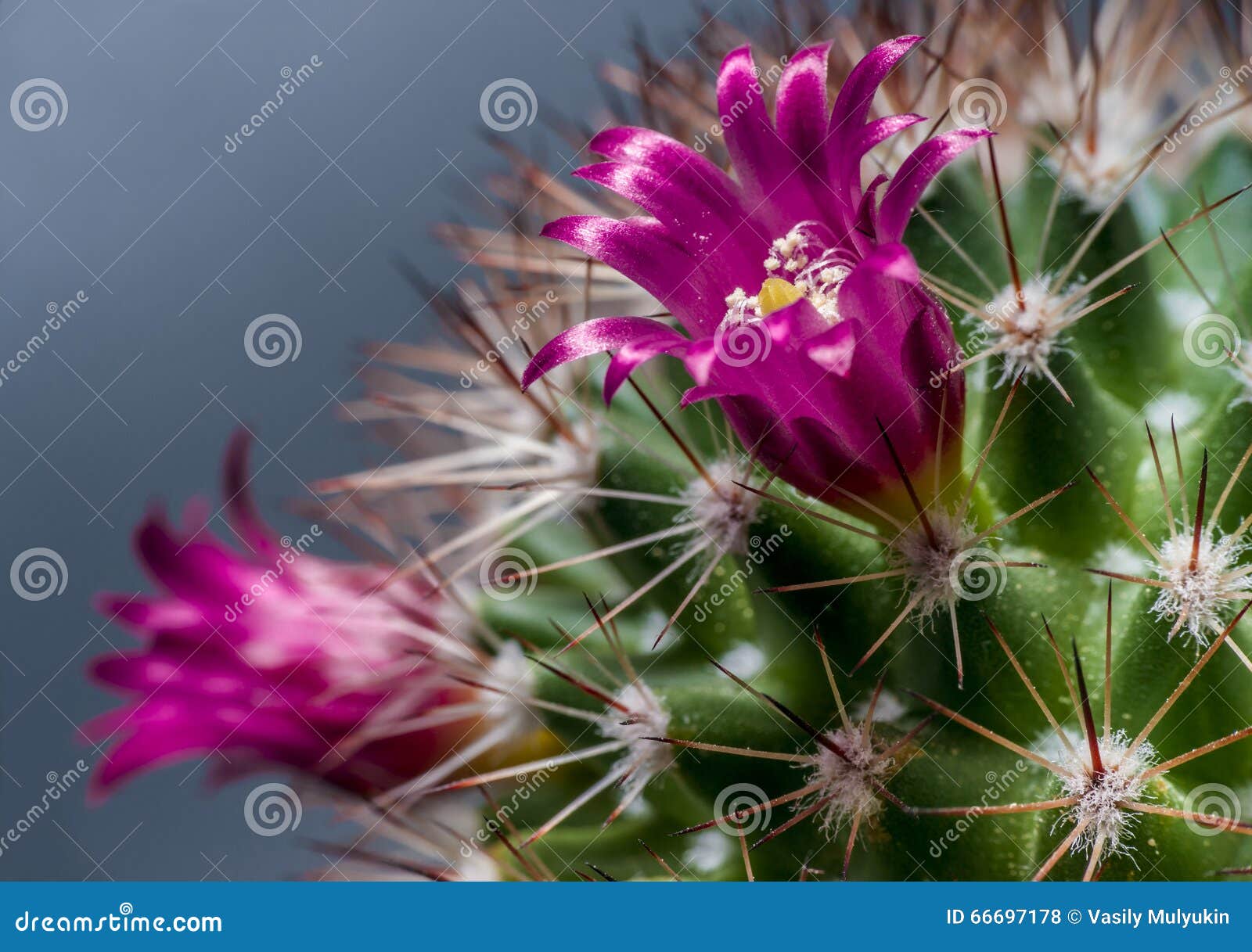 Cactus flowering stock photo. Image of garden, flowers - 66697178