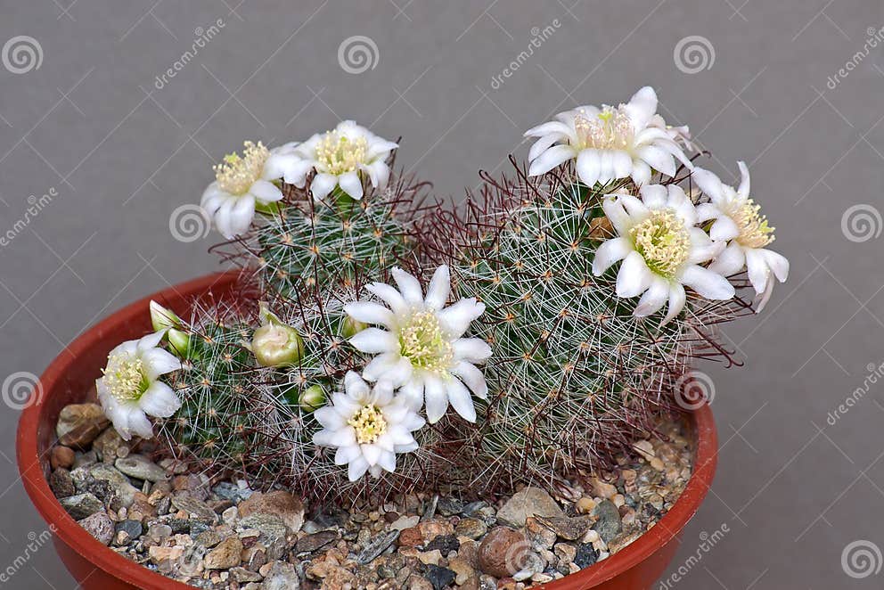Cactus flowers stock image. Image of mammillaria, botany - 24102433