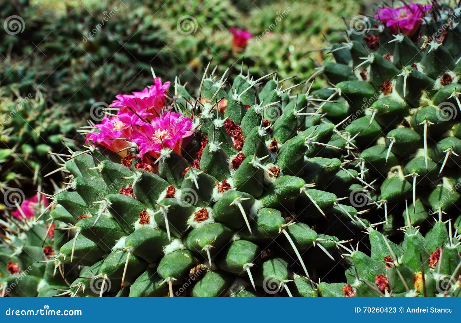 Cactus with flowers stock image. Image of desert, abstract - 70260423