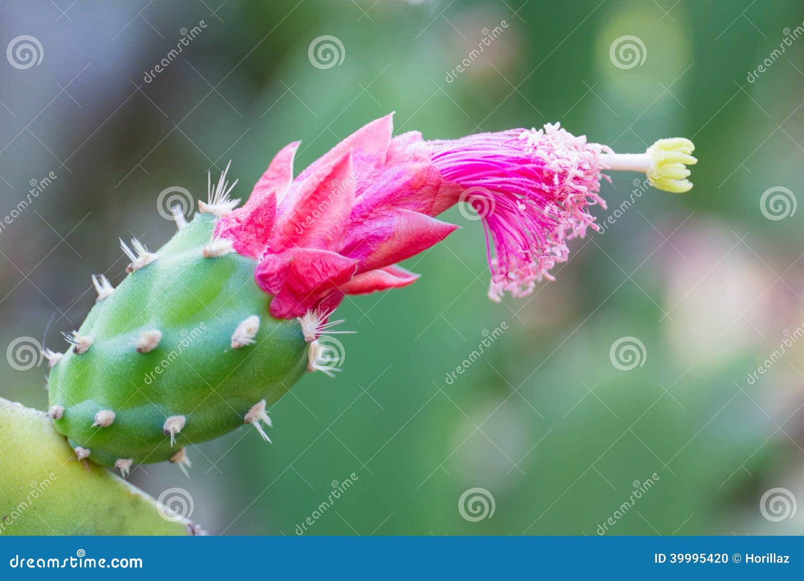 Cactus flowers blooming stock photo. Image of natural - 39995420