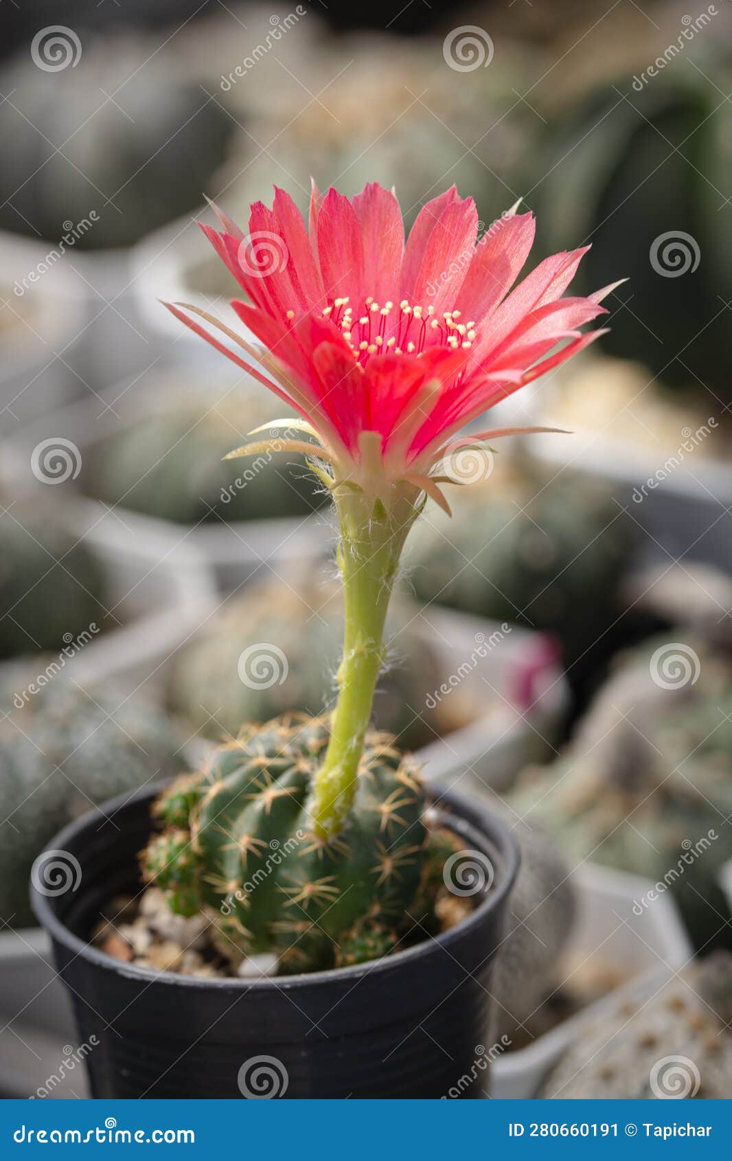 Cactus Called "Lobivia Sp" Stock Image - Image of blossom, color: 280660191