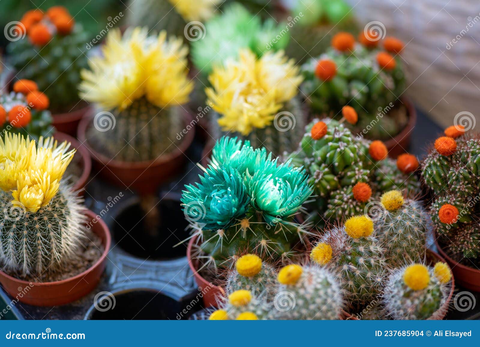 Cactus Flowers on the Flowers Festival in Qatar 2021 Stock Photo ...