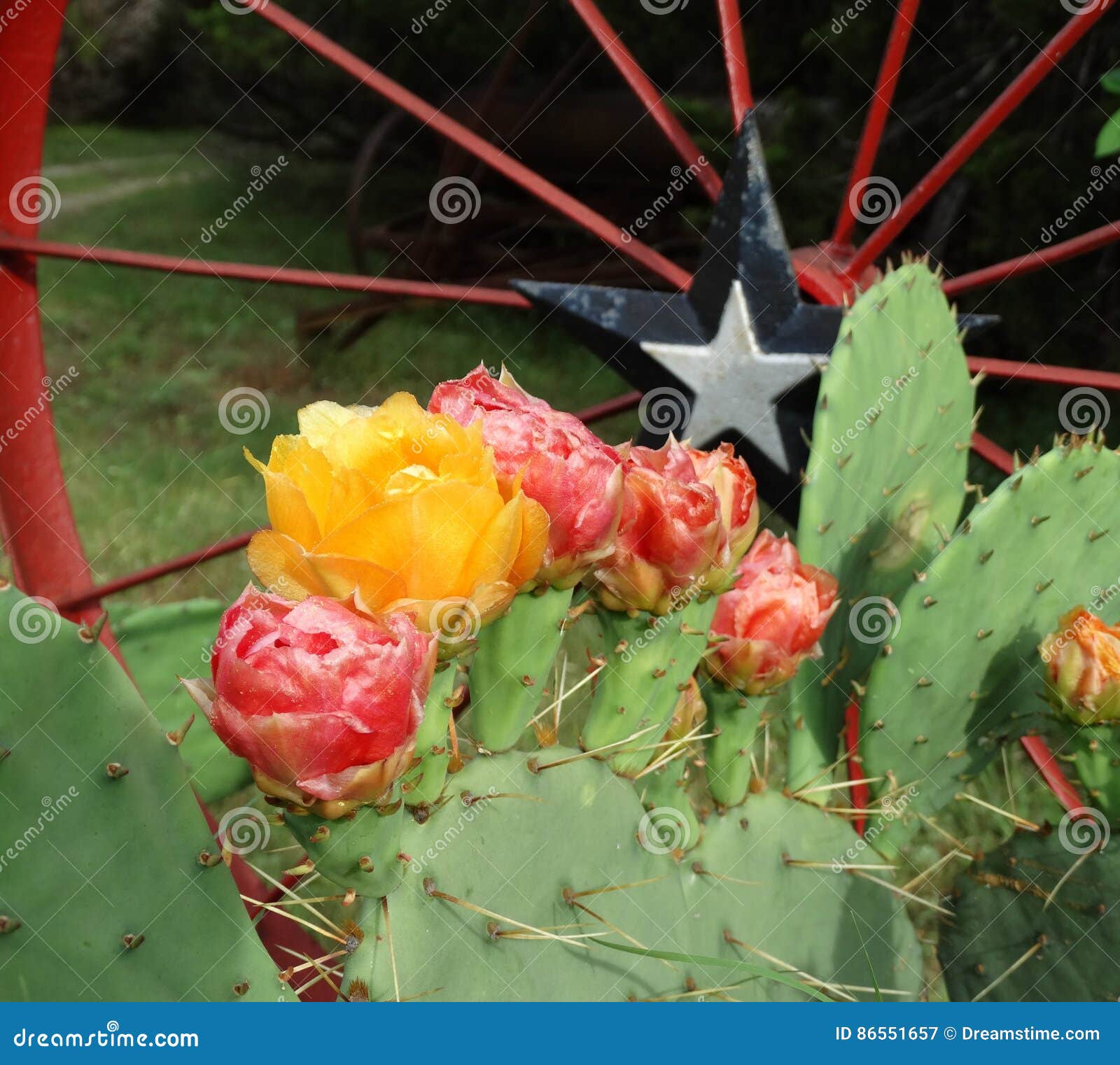 Cactus flowers stock image. Image of rustic, pear, flowers - 86551657