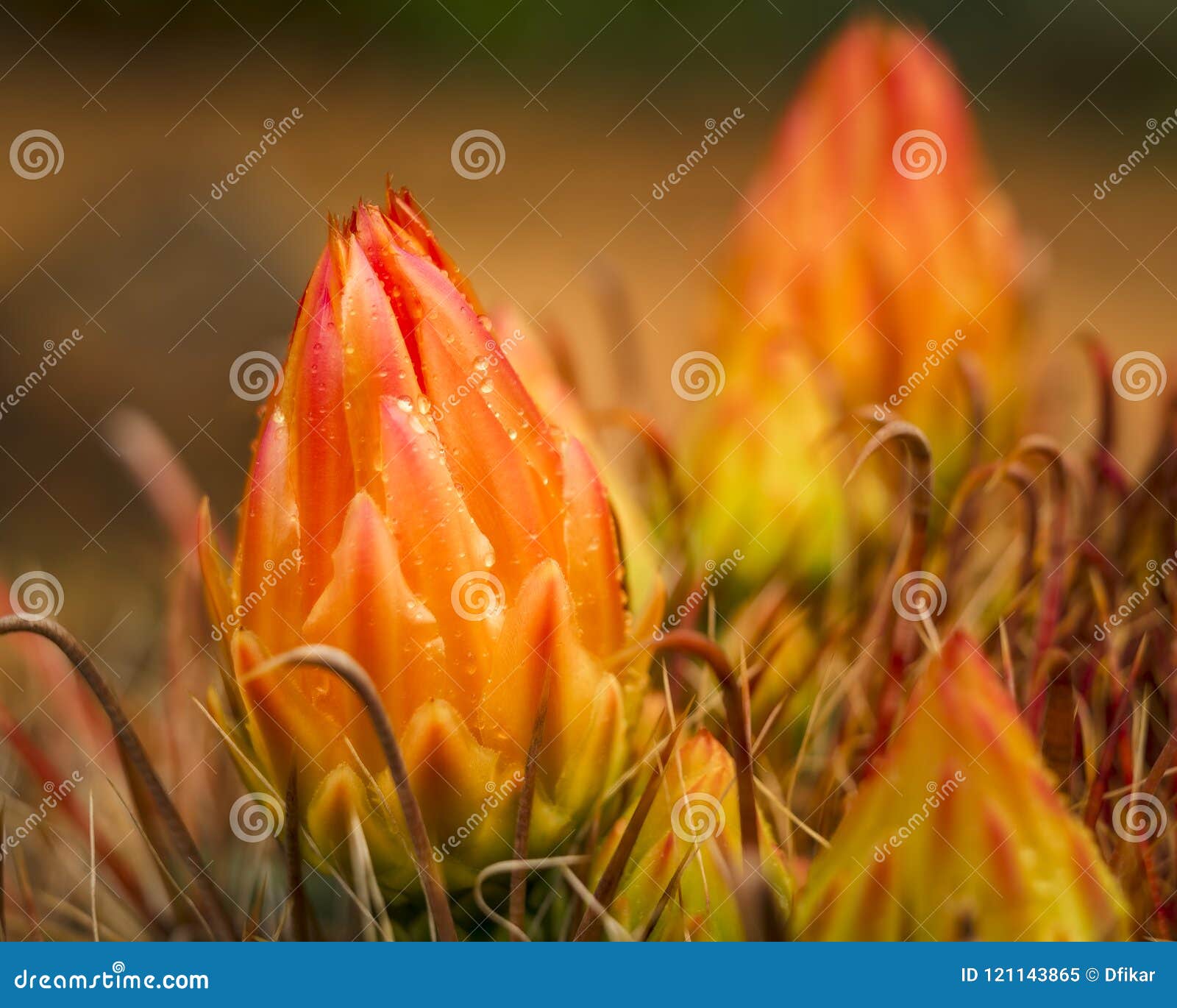 Cactus Flowers after the Rain Stock Image - Image of outdoor, blossom ...