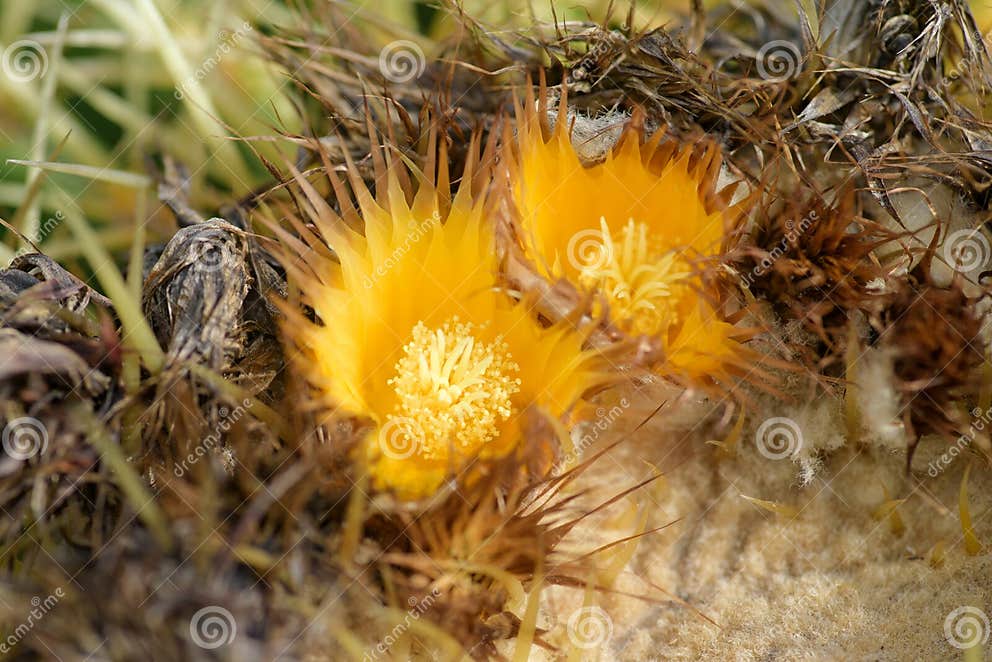 Cactus flowers and thorns stock image. Image of landscape - 333811907