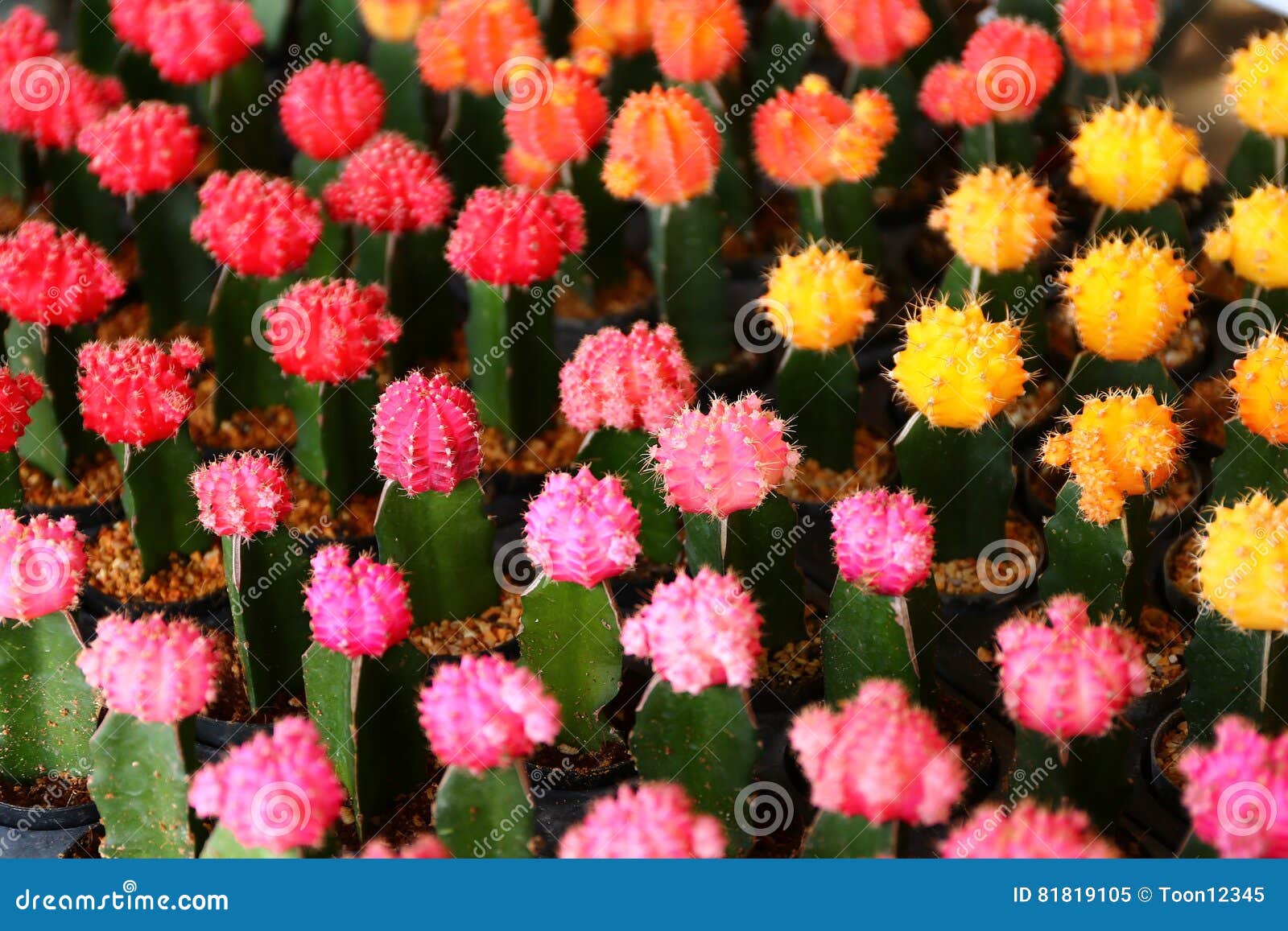 Cactus Flowers stock image. Image of america, catus, chinese - 81819105