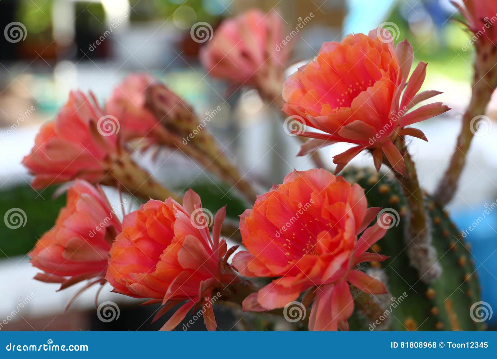Cactus Flowers stock photo. Image of green, background - 81808968