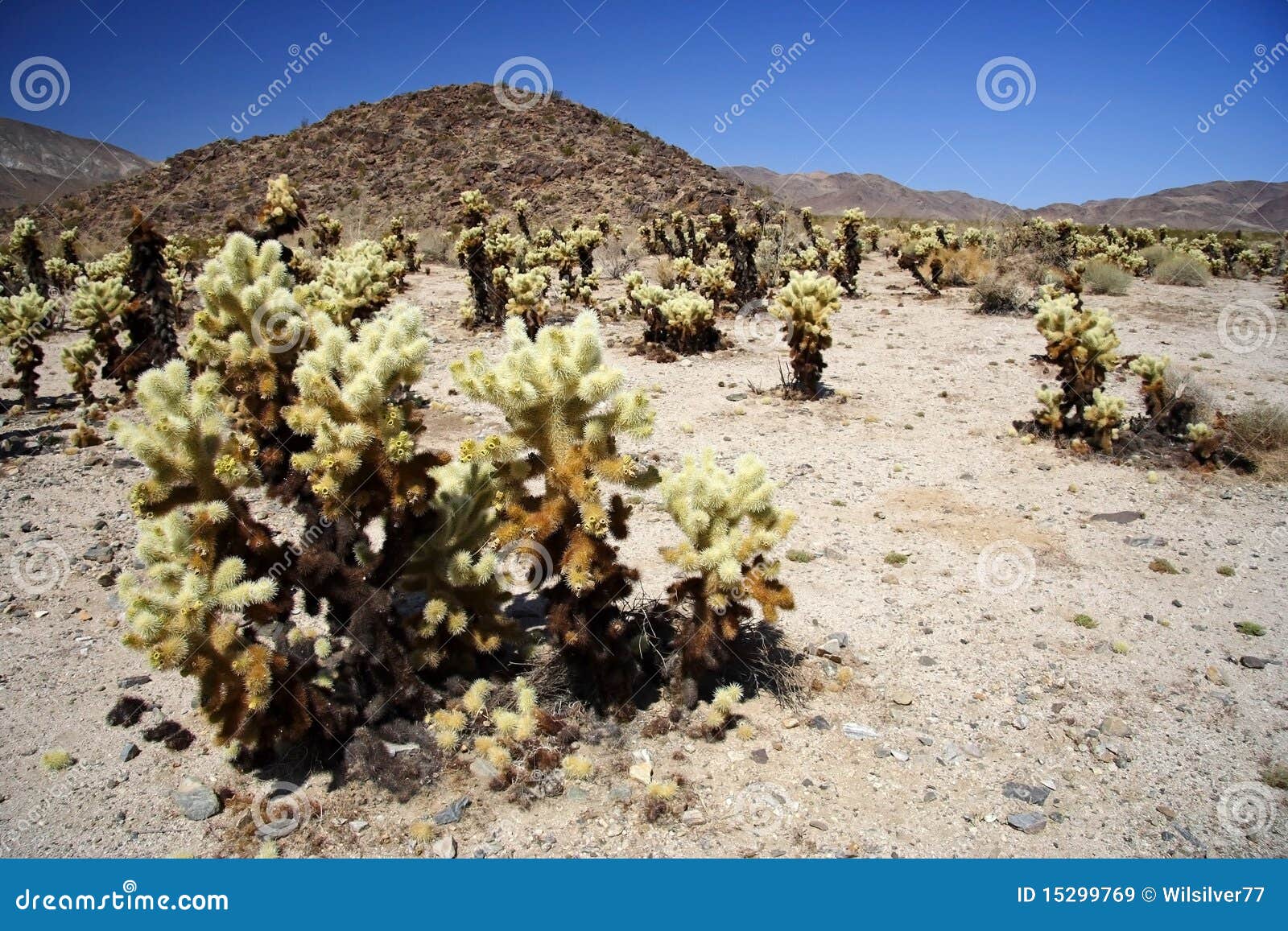 Cactus Forest stock image. Image of angeles, hills, landmark - 15299769