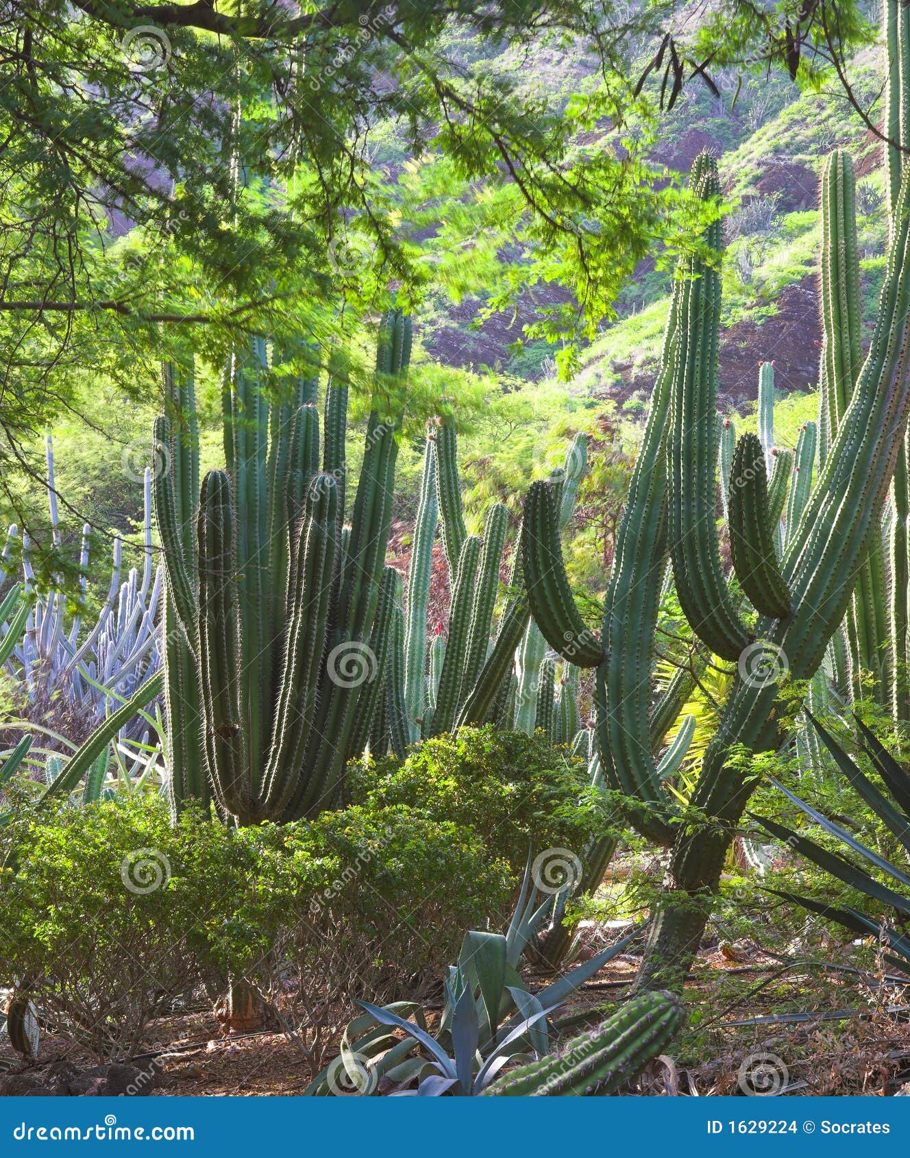 Cactus forest stock photo. Image of rocky, lands, america - 1629224