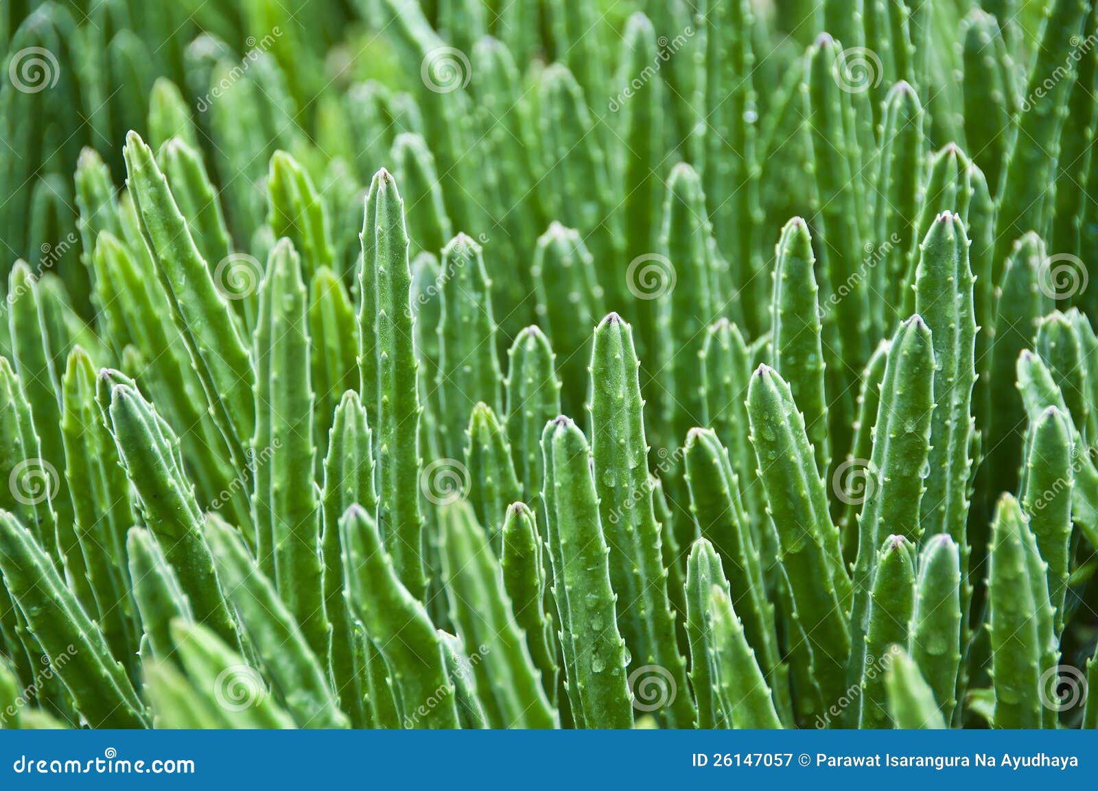 Cactus forest. stock image. Image of botanical, detail - 26147057