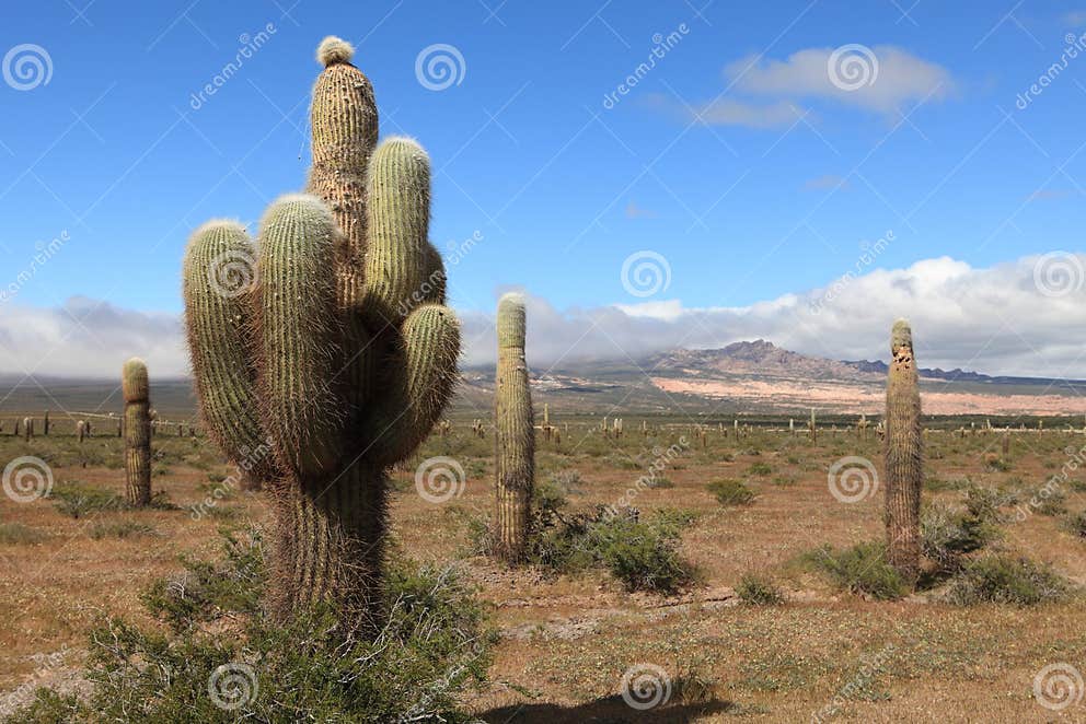 Cactus Forest stock image. Image of kakteenwald, cafayate - 29563599