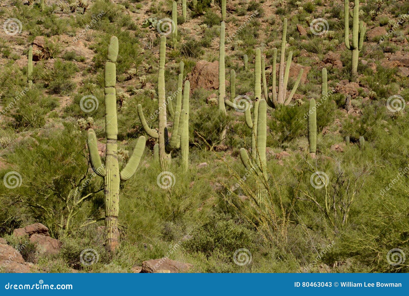 Cactus Forest stock image. Image of ribs, stoic, field - 80463043