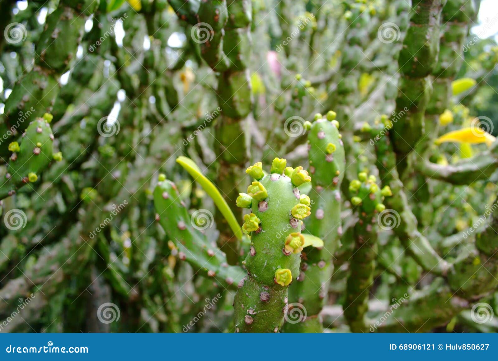 Cactus stock image. Image of detail, plant, green, cactaceous - 68906121