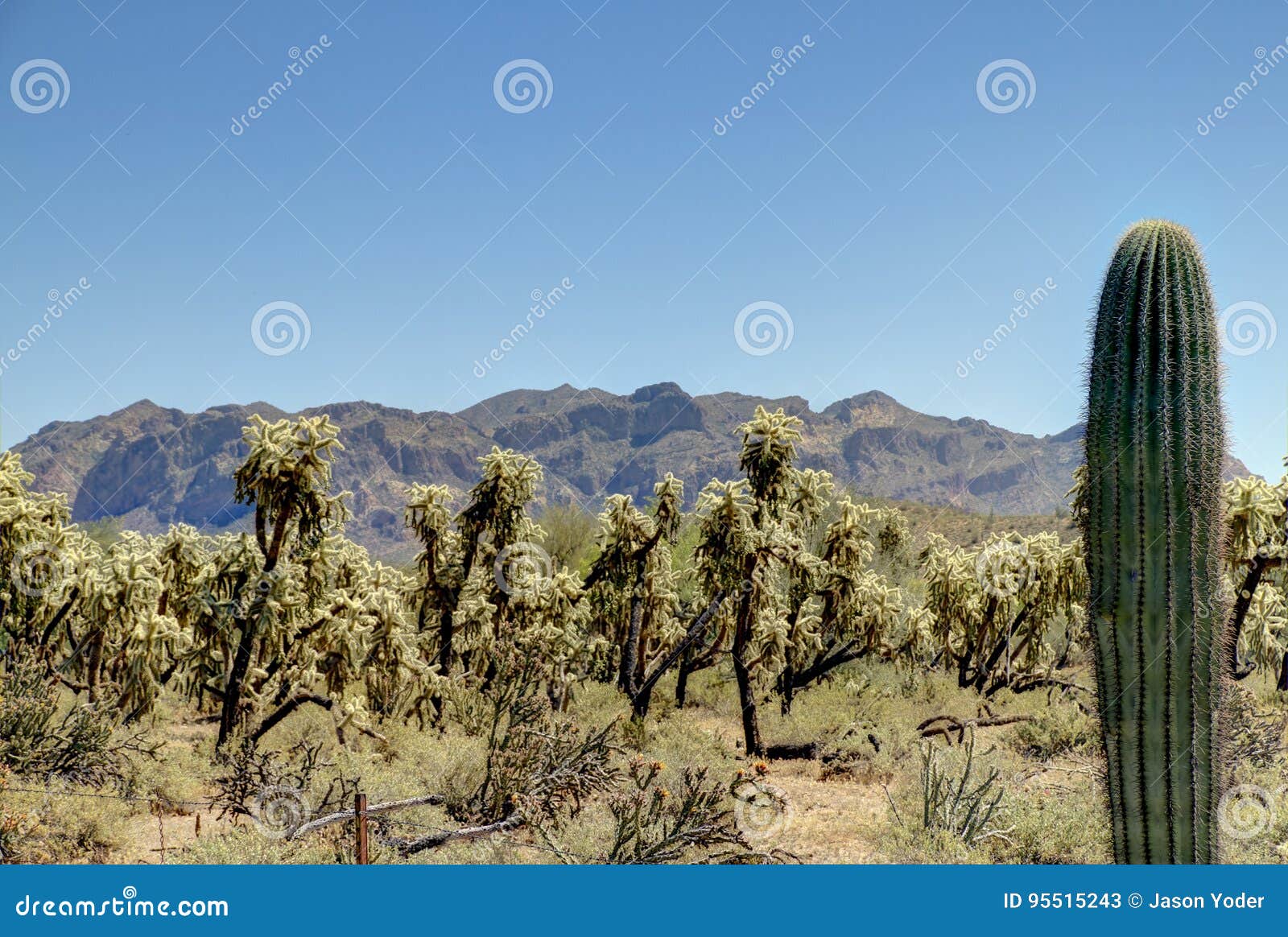 Cactus Forest stock image. Image of life, grow, dynamic - 95515243