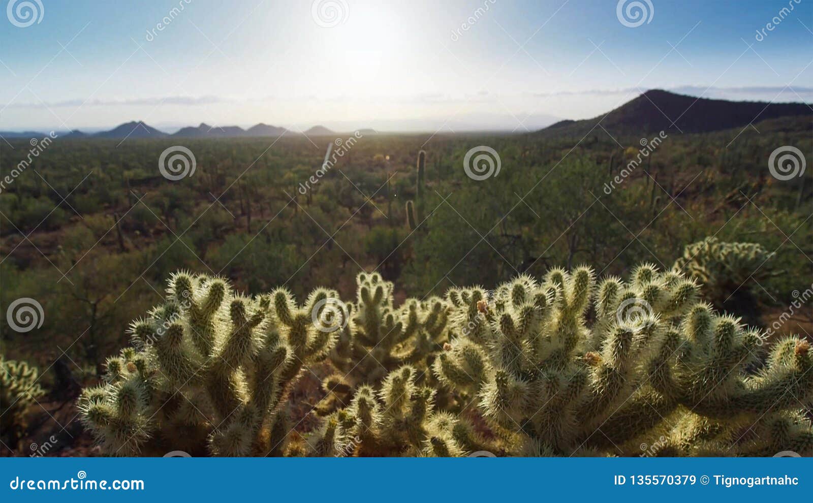 Cactus Forest with Multiple Types of Cactus in Desert Stock Image ...