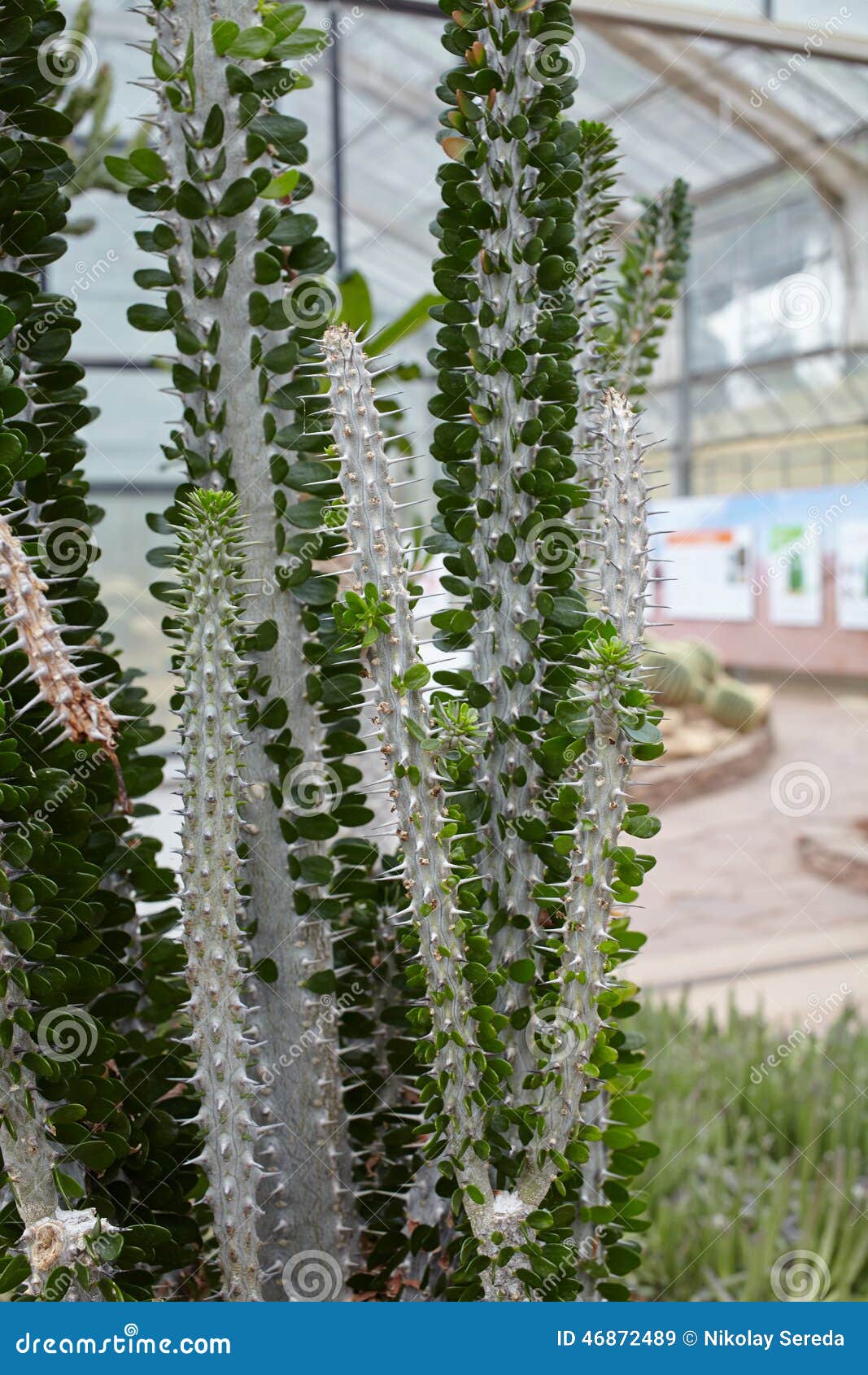 Cactus in the Form of Leaves Stock Image - Image of green, area: 46872489