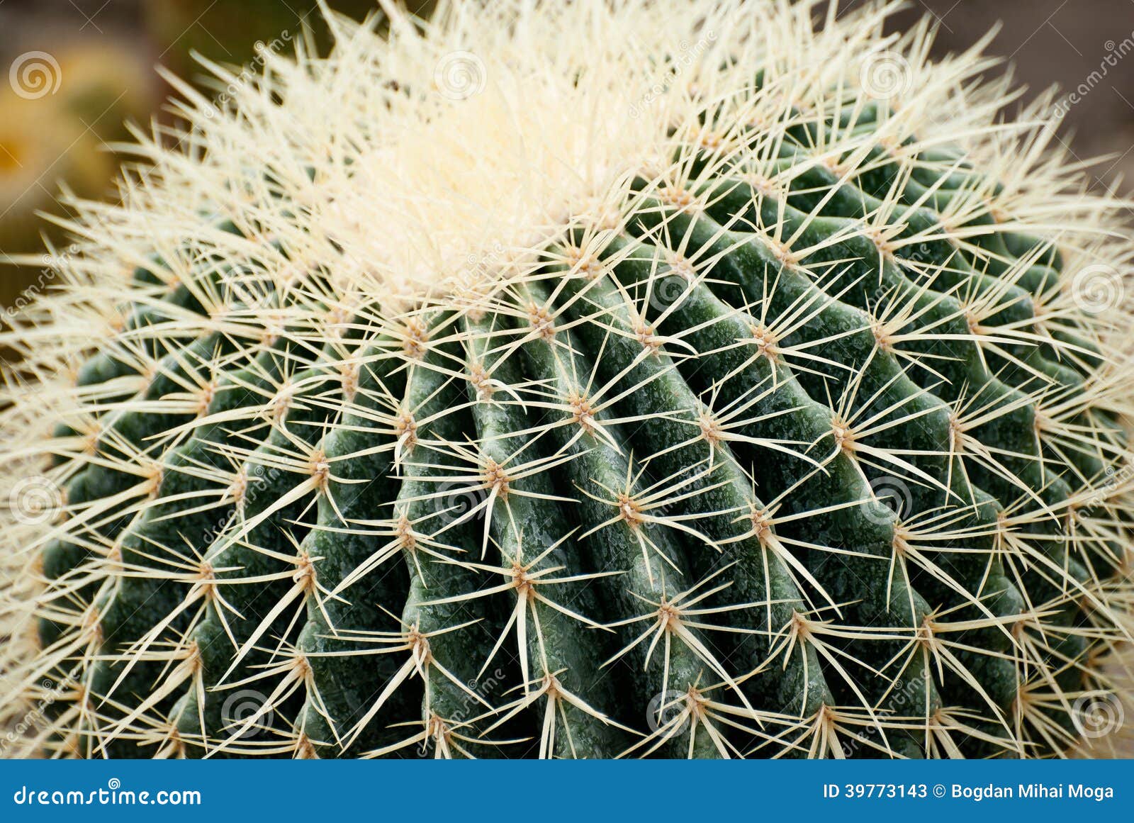 Cactus Formado Redondo Entre Rocas Imagen de archivo - Imagen de rocas ...