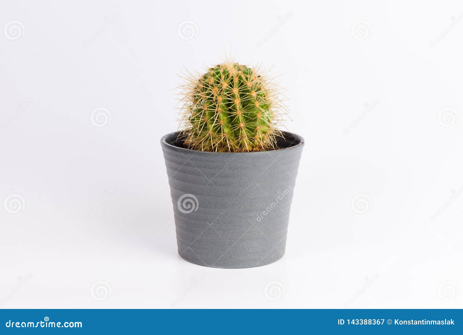 Cactus Front View in Grey Ceramic Pot Isolated on White Stock Image ...