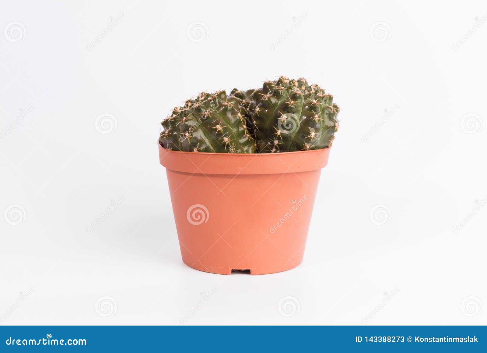 Cactus Front View in Grey Ceramic Pot Isolated on White Stock Image ...