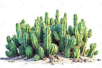 Cactus Front View, Isolated on White Background Stock Illustration ...