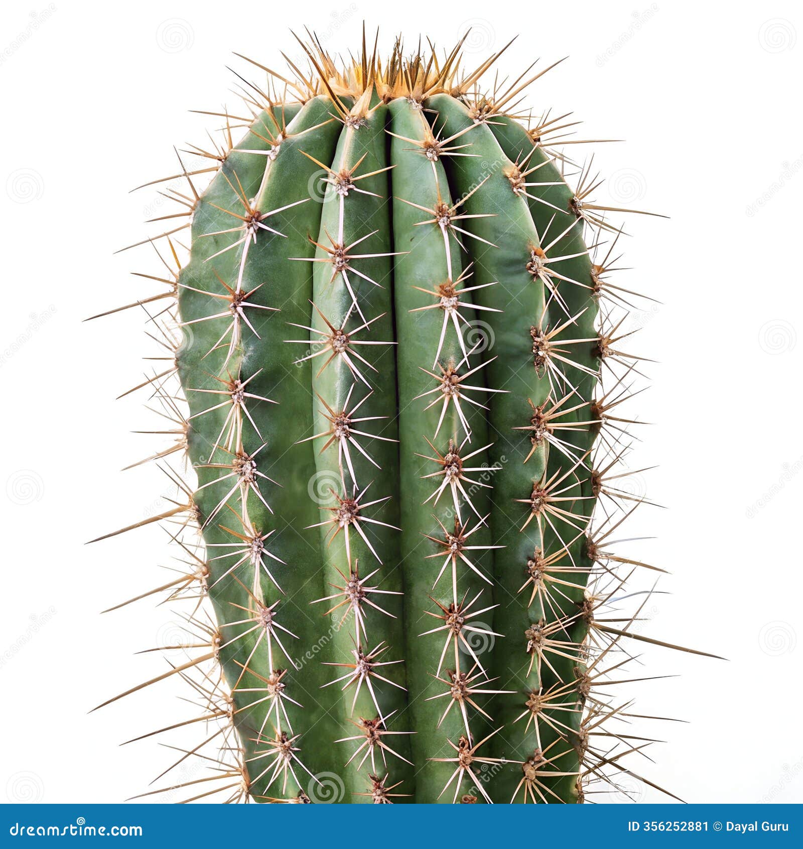 Cactus Front View Isolated on White Background Stock Illustration ...