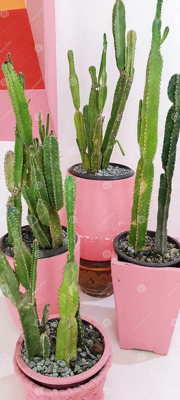 Cactus Front View in Pink Ceramic Pot on Background. Collection Stock ...