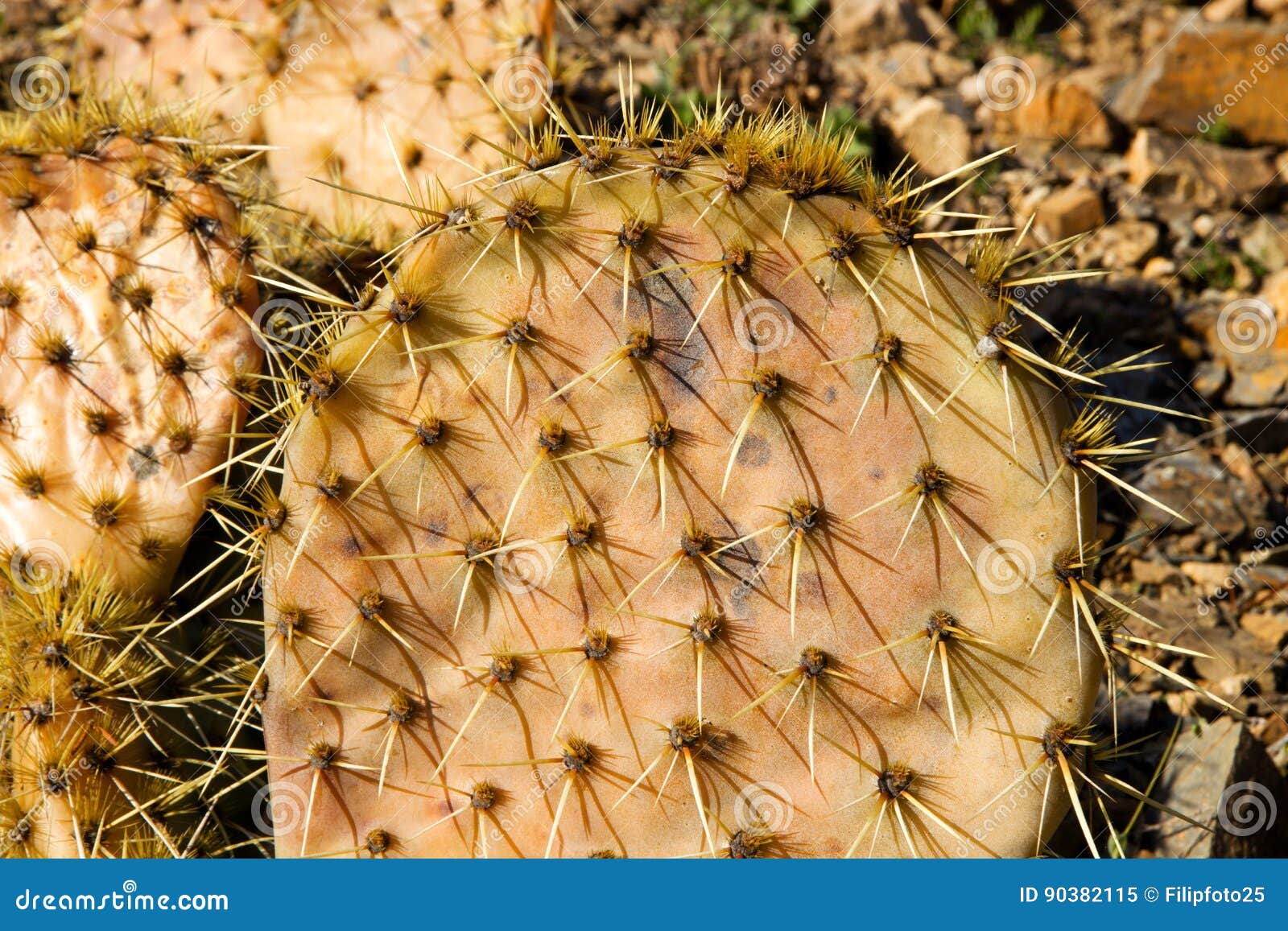 Cactus fruits stock image. Image of plant, fruit, flat - 90382115
