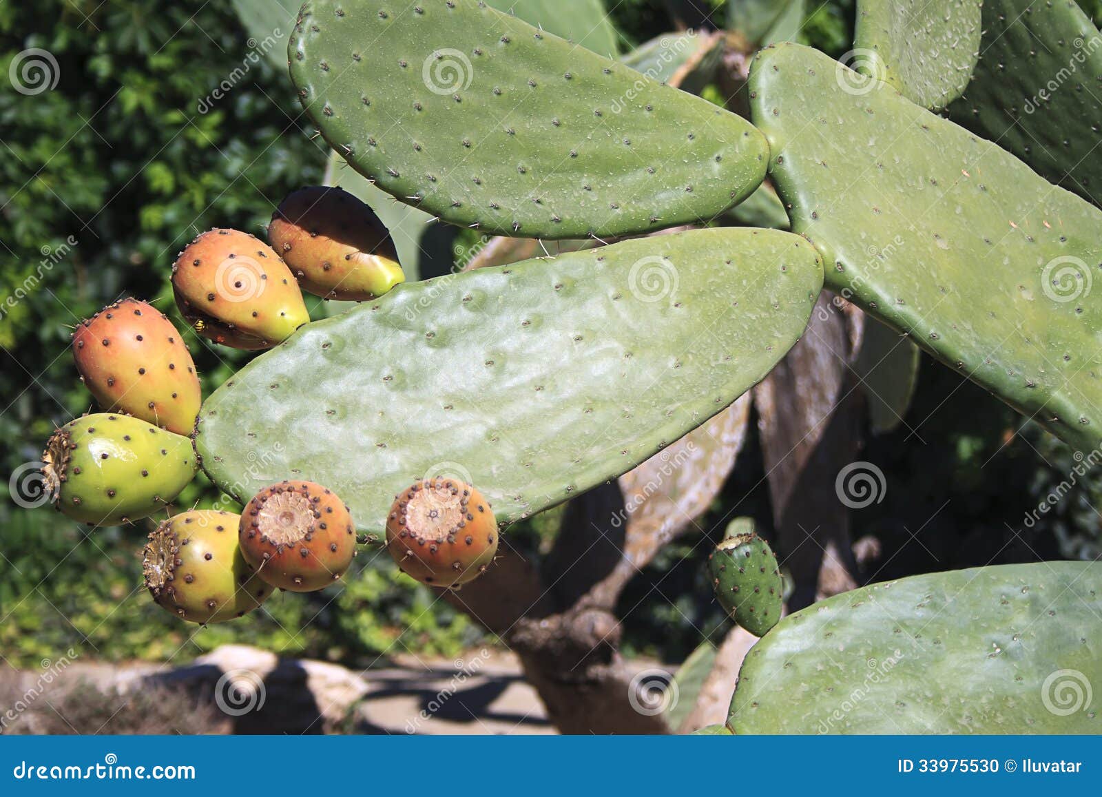 Cactus with fruits stock photo. Image of garden, cacti - 33975530