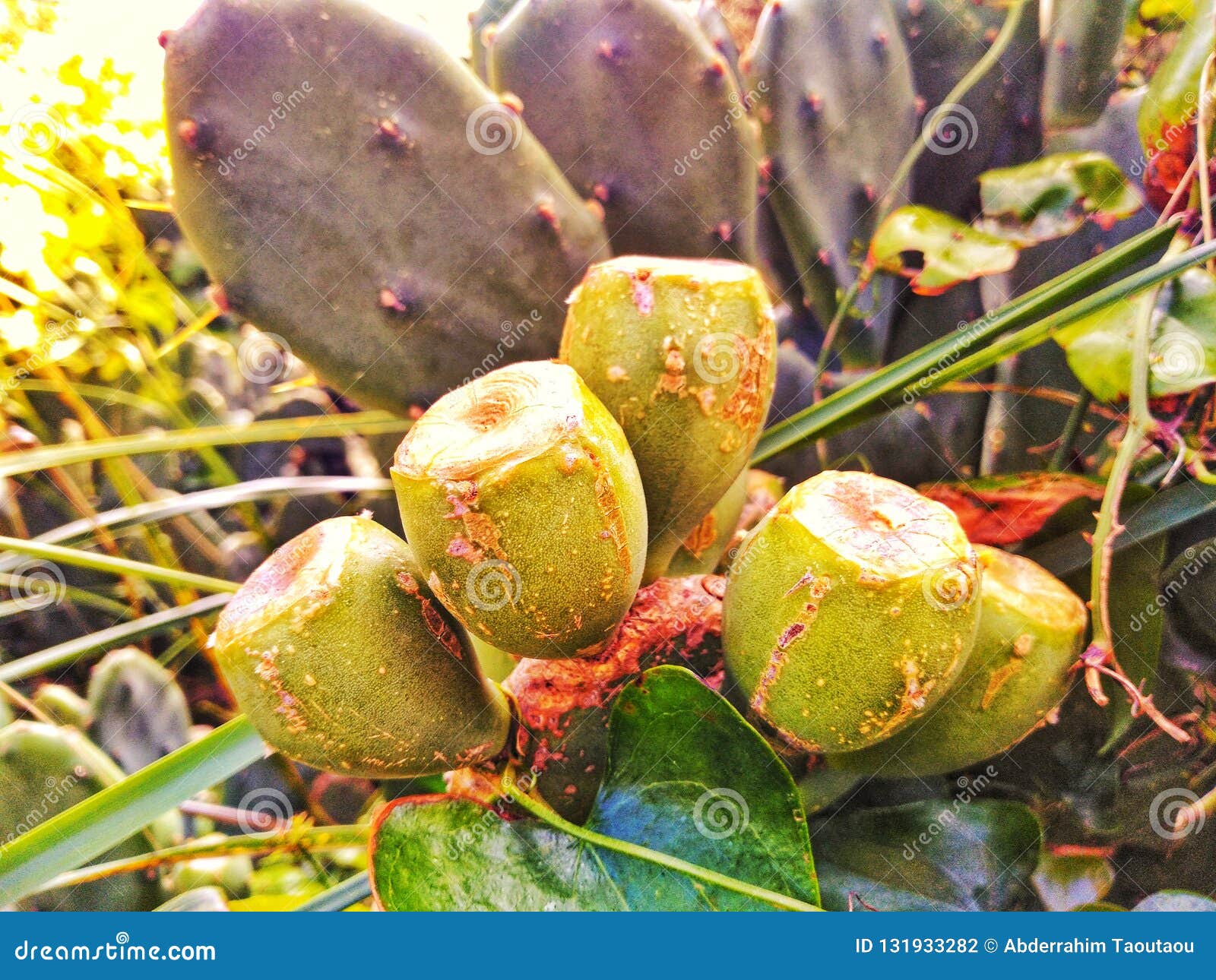 Cactus fruits stock photo. Image of figs, grass, fruits - 131933282