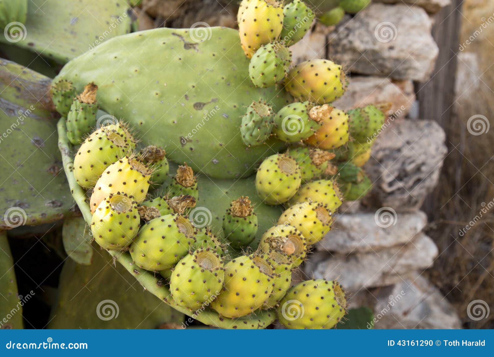 Cactus fruits stock photo. Image of prickly, plant, fruits - 43161290