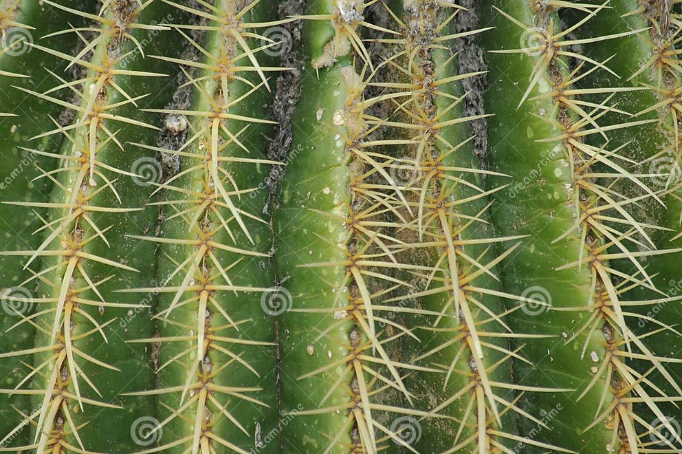Cactus Full of Pointed Thorns Stock Image - Image of active, fever ...