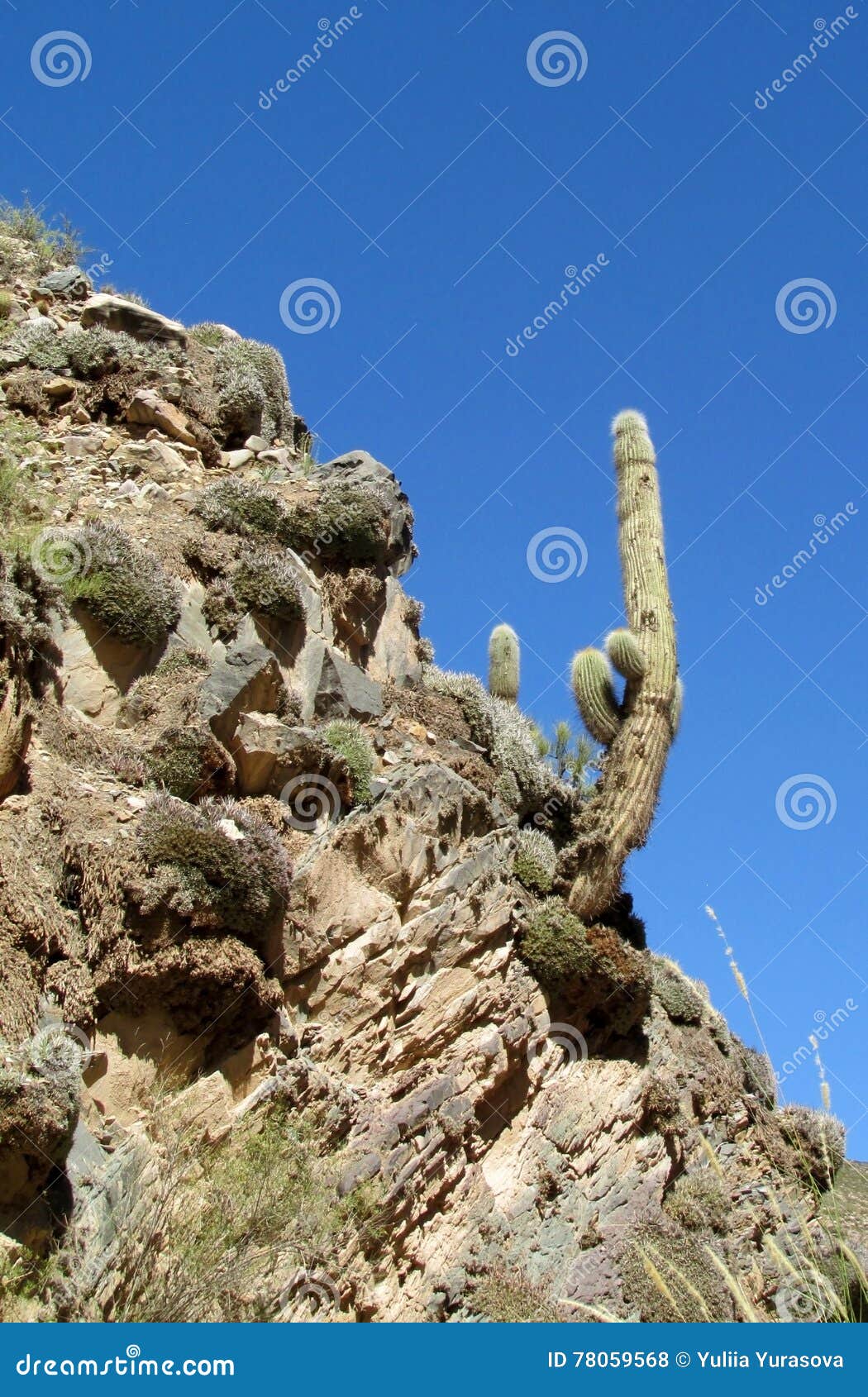 Cactus Géant Sur La Falaise Illustration Stock - Illustration of ...