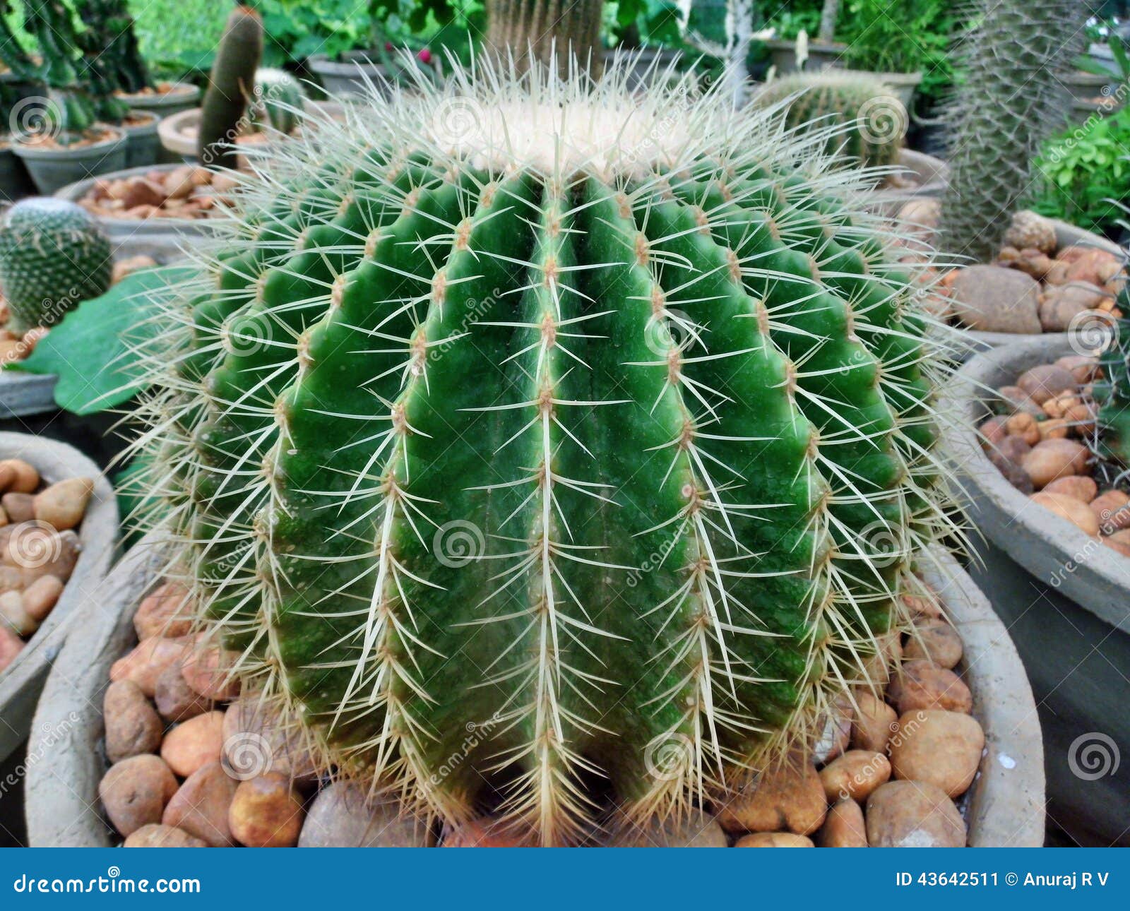 Cactus on a Garden stock image. Image of ball, nice, pebbles - 43642511