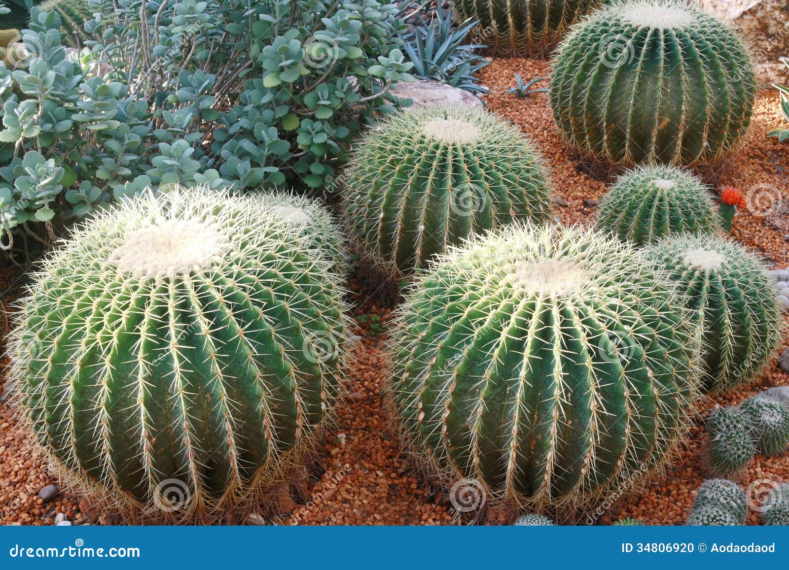 Cactus garden stock photo. Image of group, botanical - 34806920