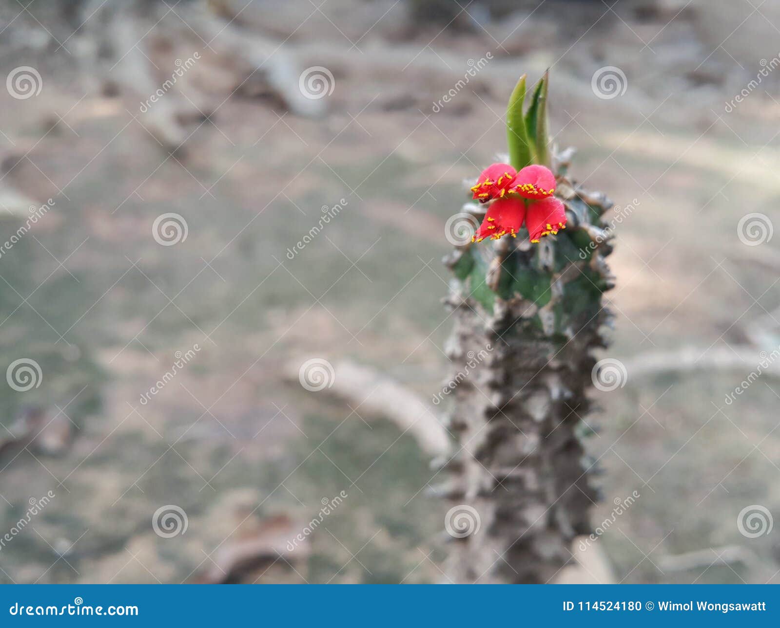 Cactus stock photo. Image of garden, nature, cactus - 114524180