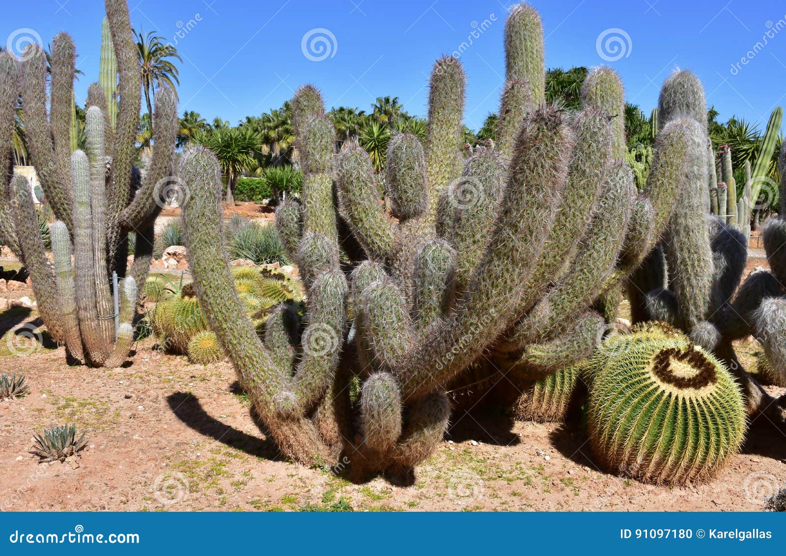 Cactus garden stock photo. Image of green, mallorca, spanish - 91097180