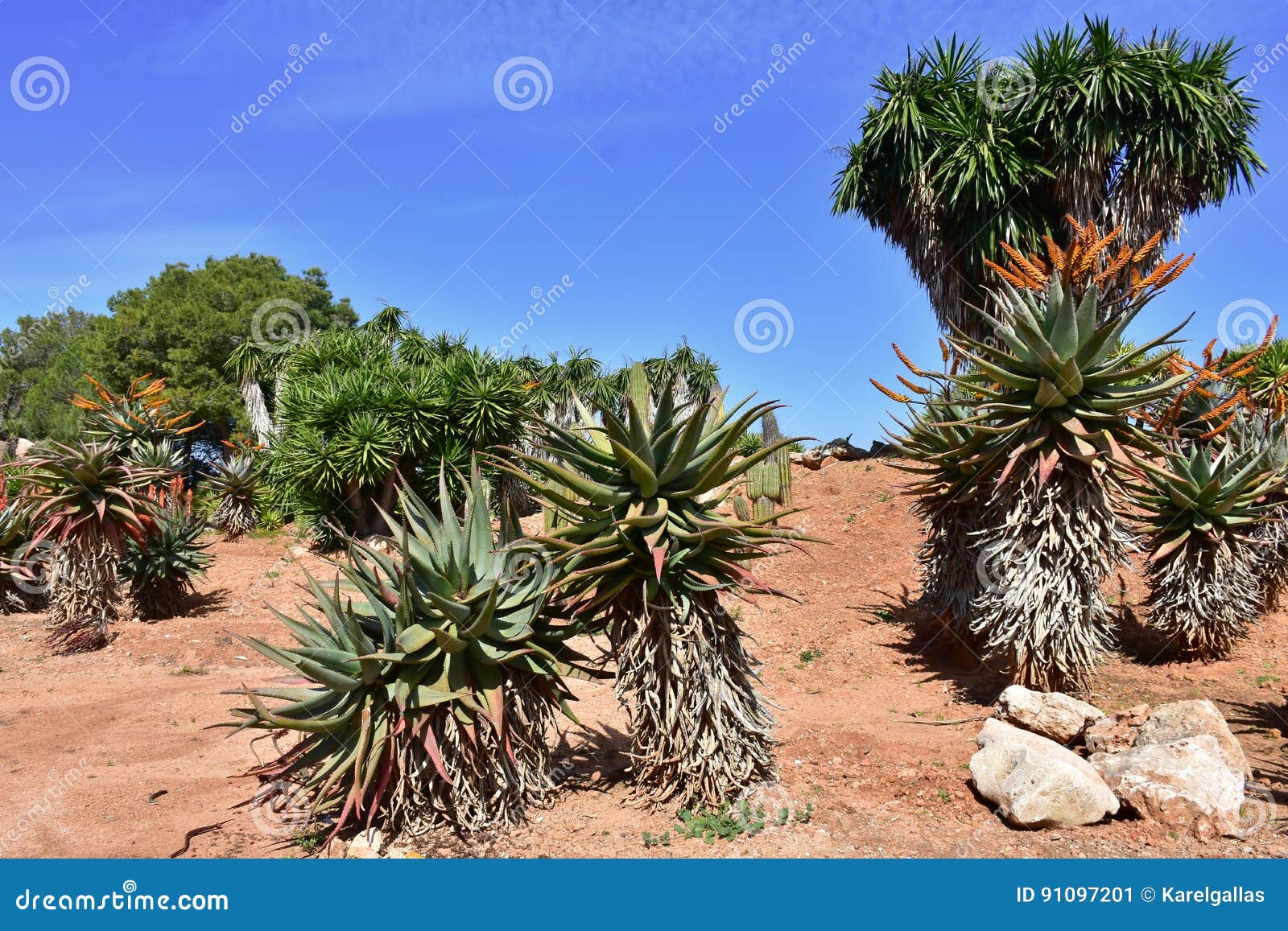 Cactus garden stock image. Image of cacti, green, background - 91097201