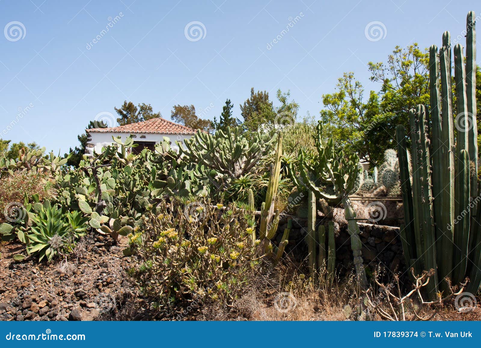 Cactus Garden at La Palma, Canary Islands Stock Photo - Image of ...