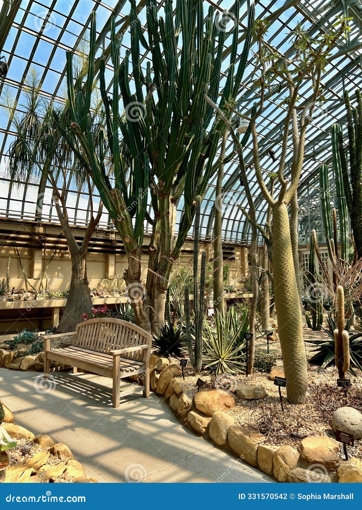 Cactus Garden in Plant Conservatory Stock Photo - Image of display ...