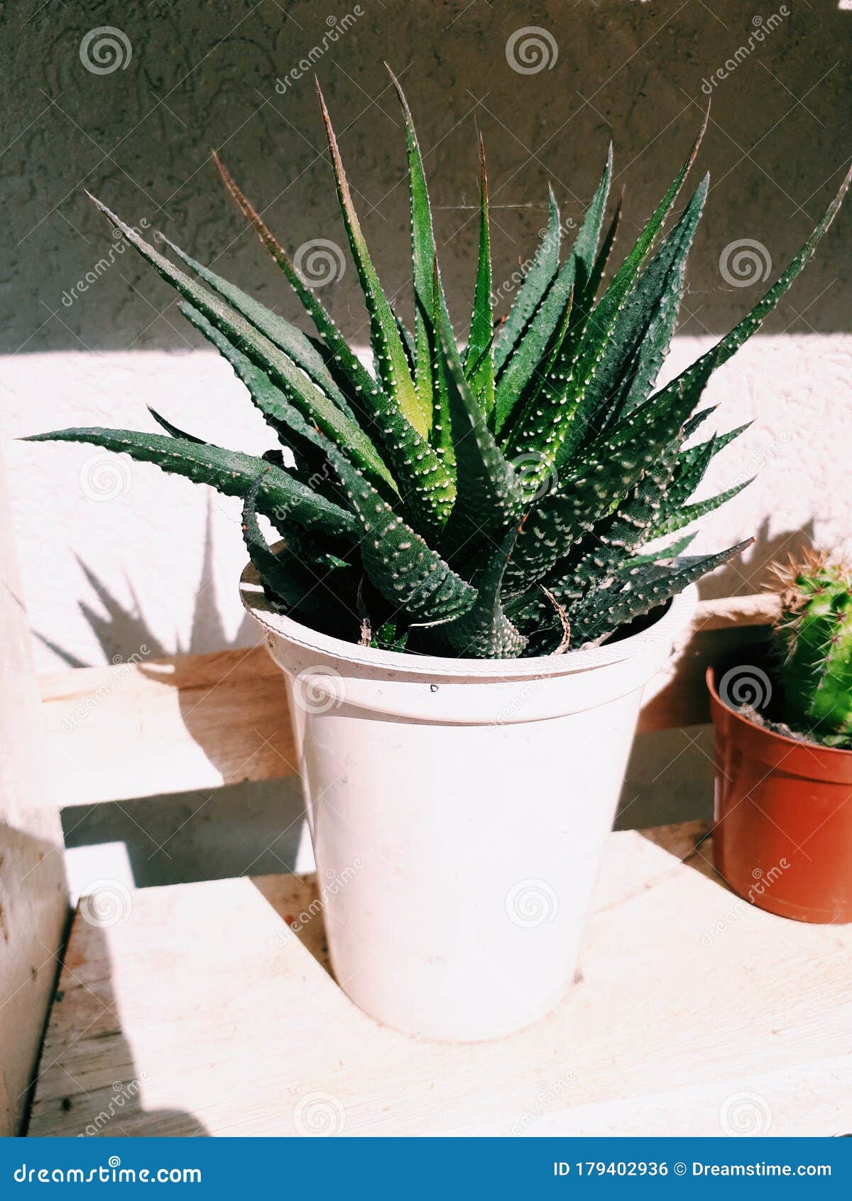 Cactus in the garden stock photo. Image of garden, leaf - 179402936