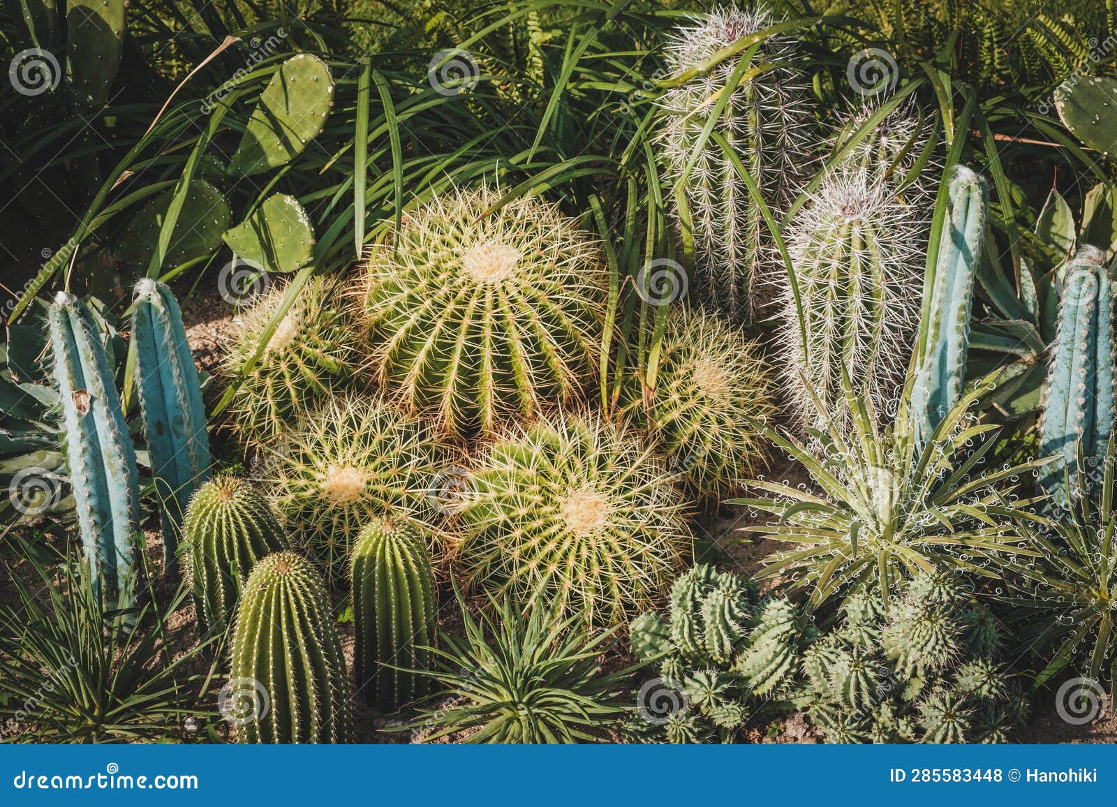 Cactus Garden, Small Cacti Plants Stock Photo - Image of barrel, cactus ...