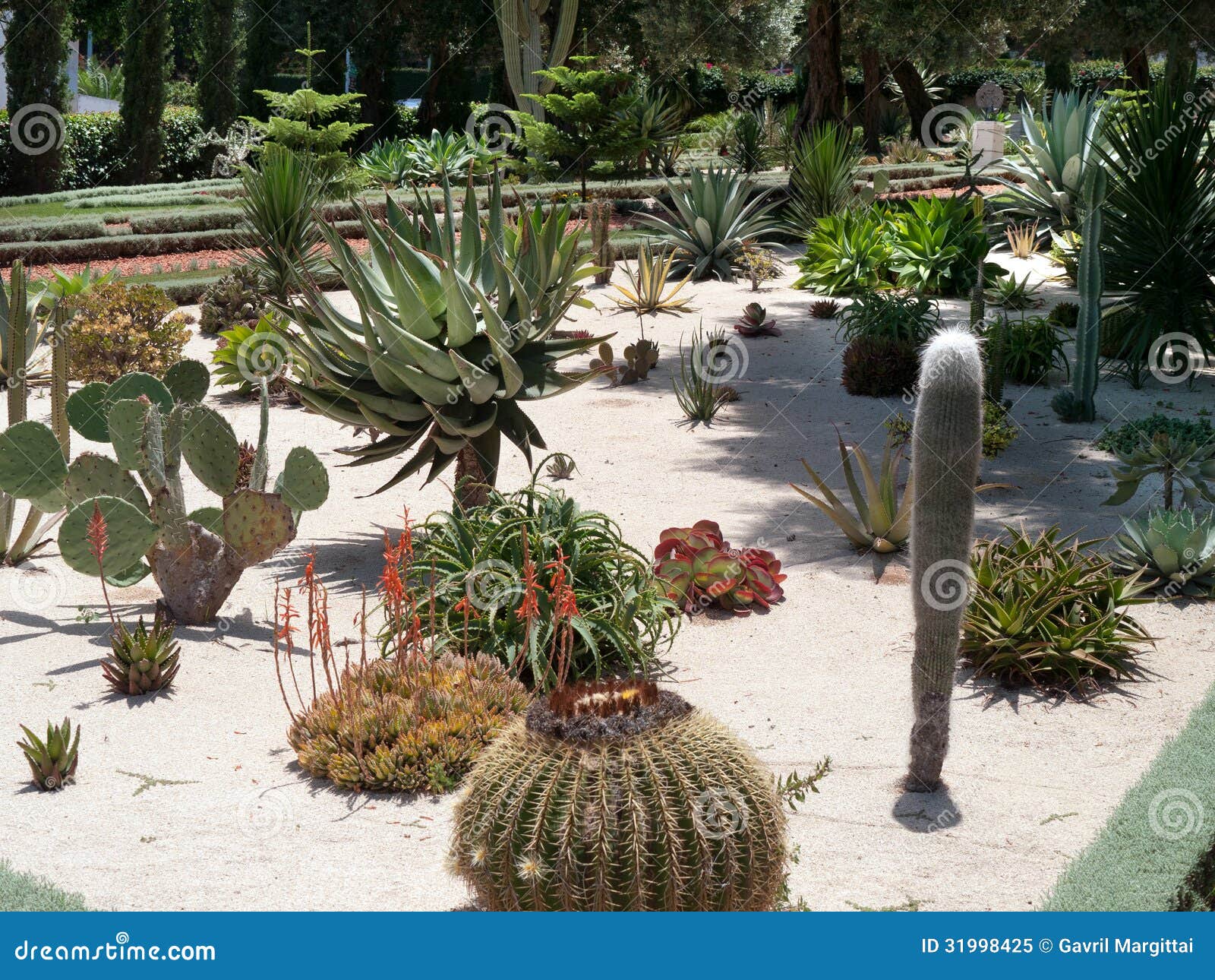 Cactus garden stock image. Image of garden, green, white - 31998425