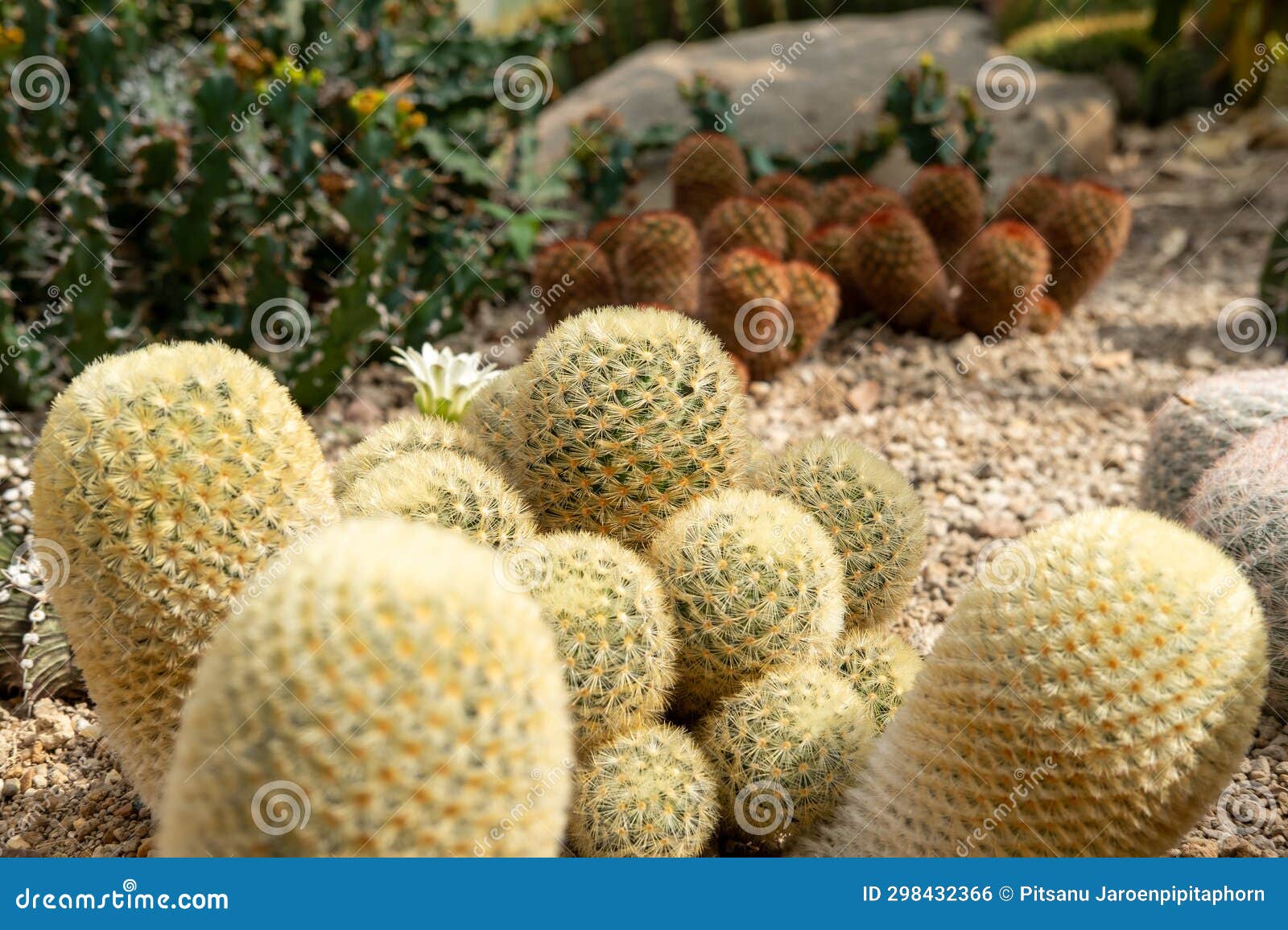 Cactus Garden Various Types of Beautiful Cacti Exotic Cactus Collection ...